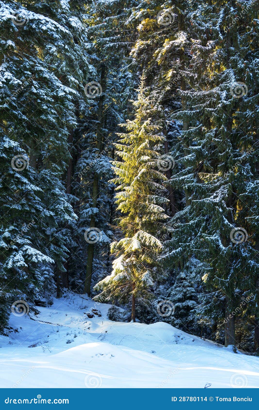 Pine Tree Forest during Winter Stock Photo - Image of nature, pinetree ...