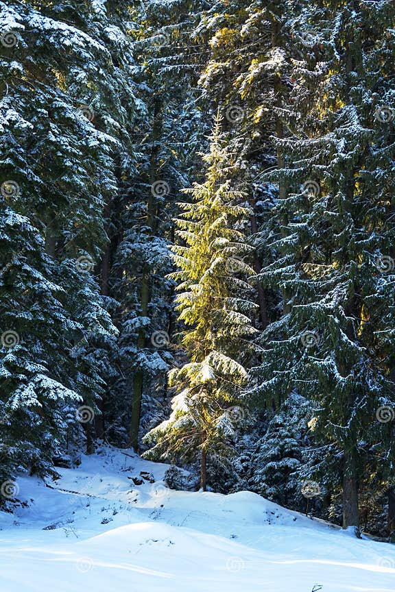 Pine Tree Forest during Winter Stock Photo - Image of nature, pinetree ...