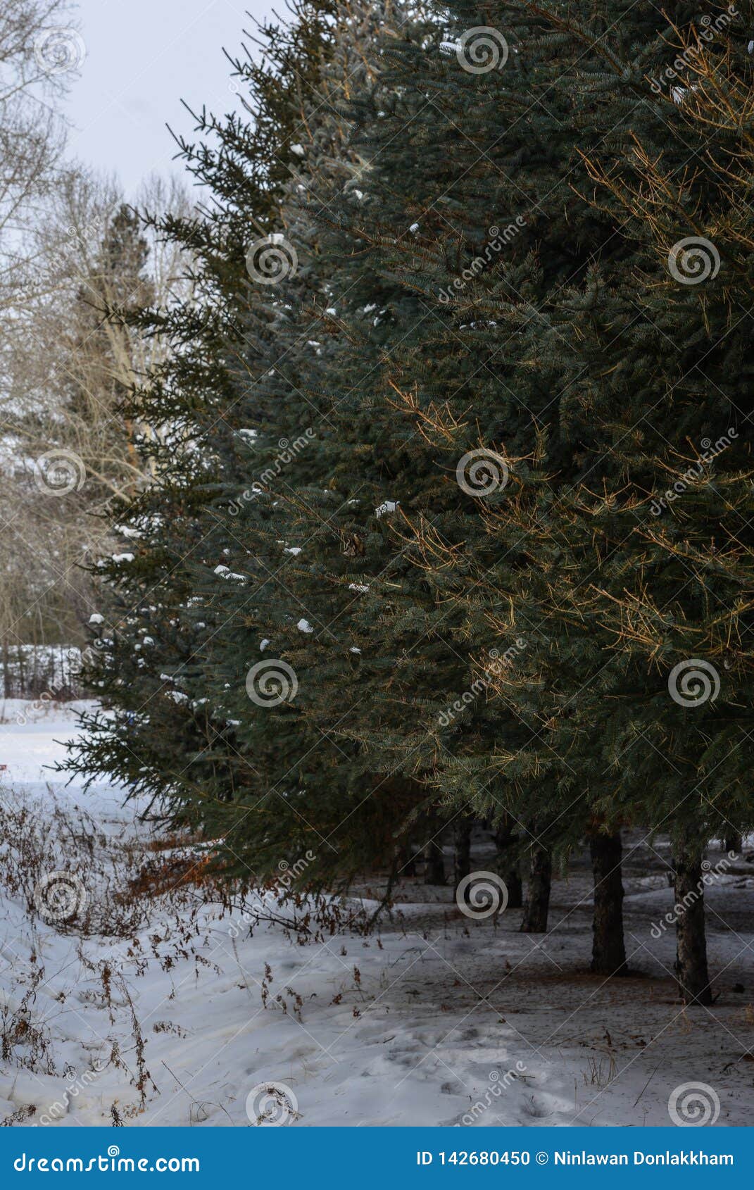 Pine tree forest in winter stock photo. Image of colorful - 142680450