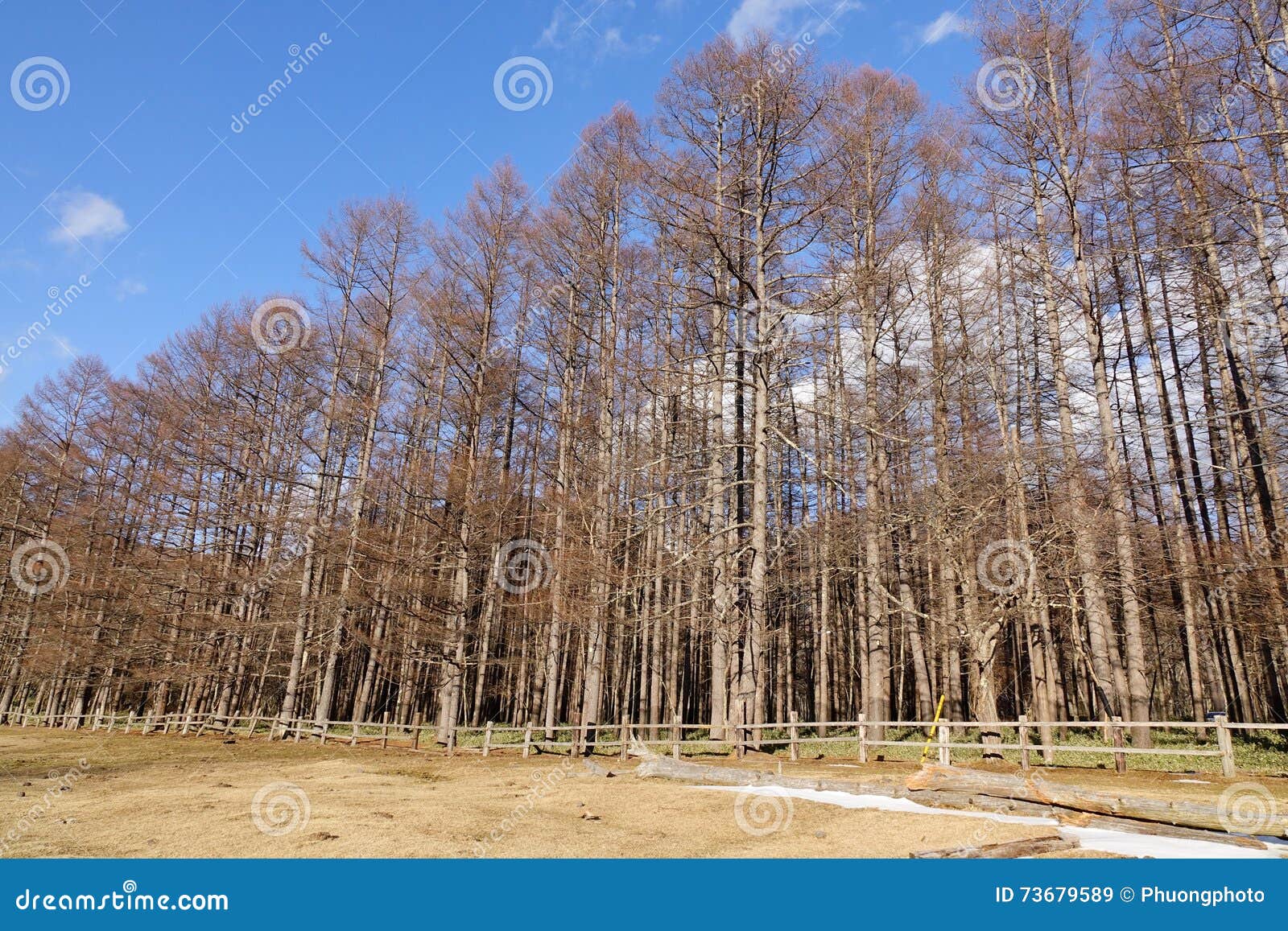 Pine Tree Forest at Winter in Nikko, Japan Stock Image - Image of ...