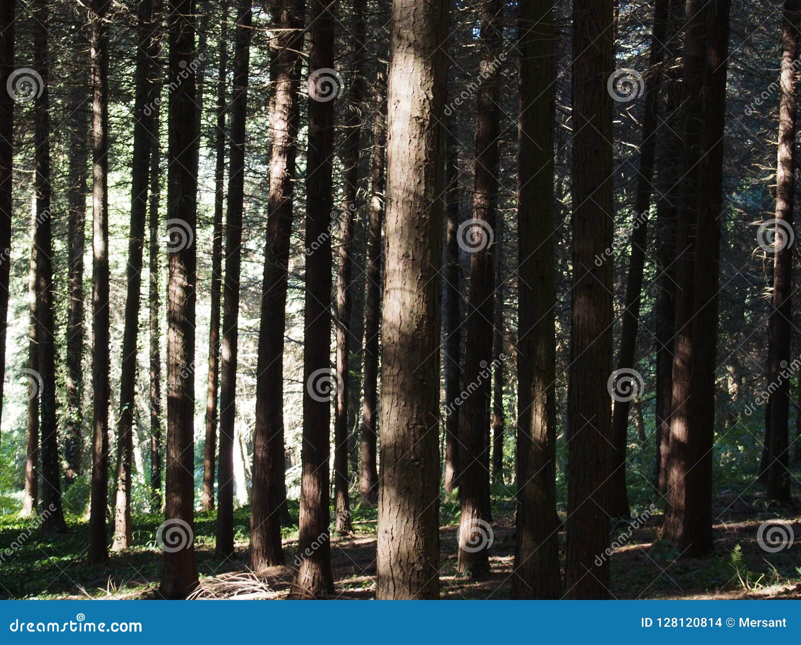 A pine-tree forest stock photo. Image of plant, pinewood - 128120814