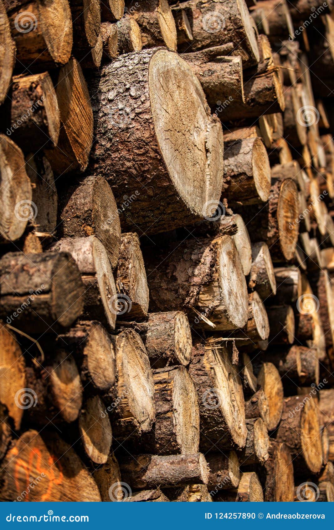 Pine Tree Forestry Exploitation. Stumps and Logs. Overexploitation ...