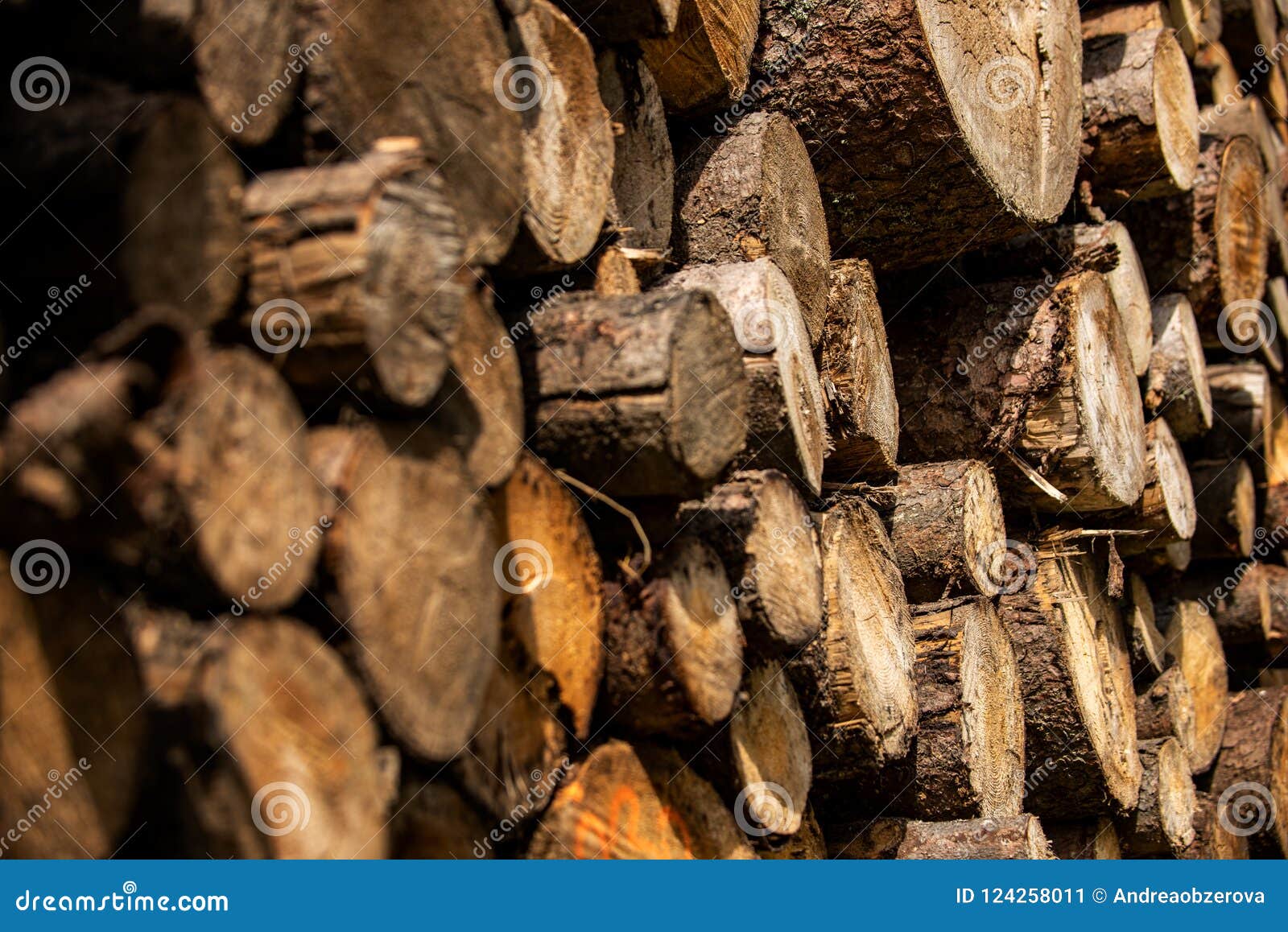 Pine Tree Forestry Exploitation. Stumps and Logs. Overexploitation ...