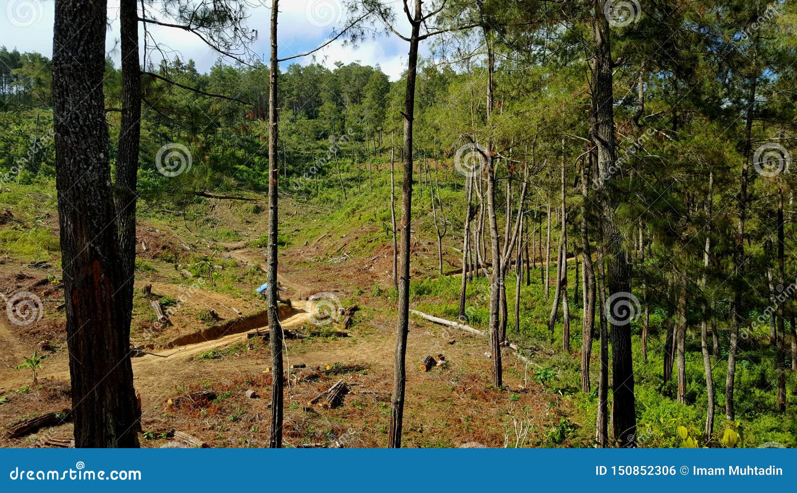 Pine Tree Forestry Exploitation in a Sunny Day Stock Photo - Image of ...