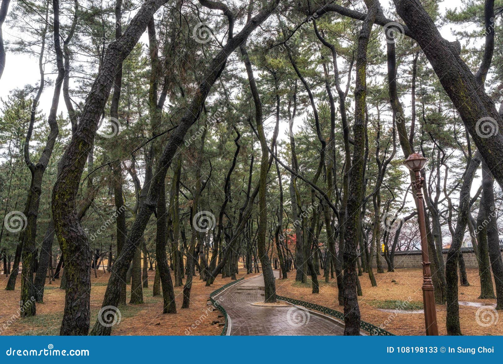 Daereungwon Pine Tree Forest Stock Image - Image of province, asia ...
