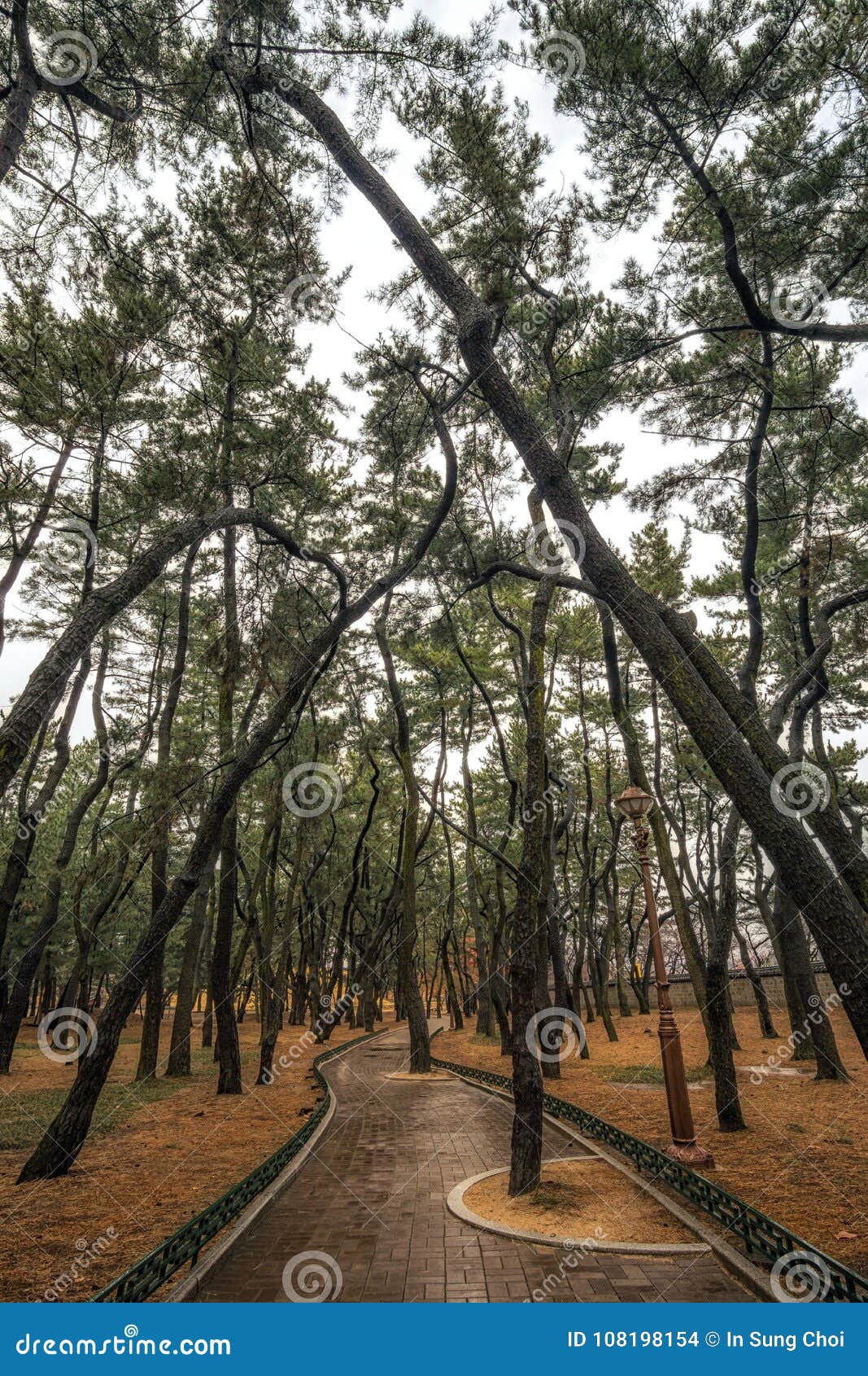 Daereungwon Pine Tree Forest Stock Photo - Image of asia, korea: 108198154