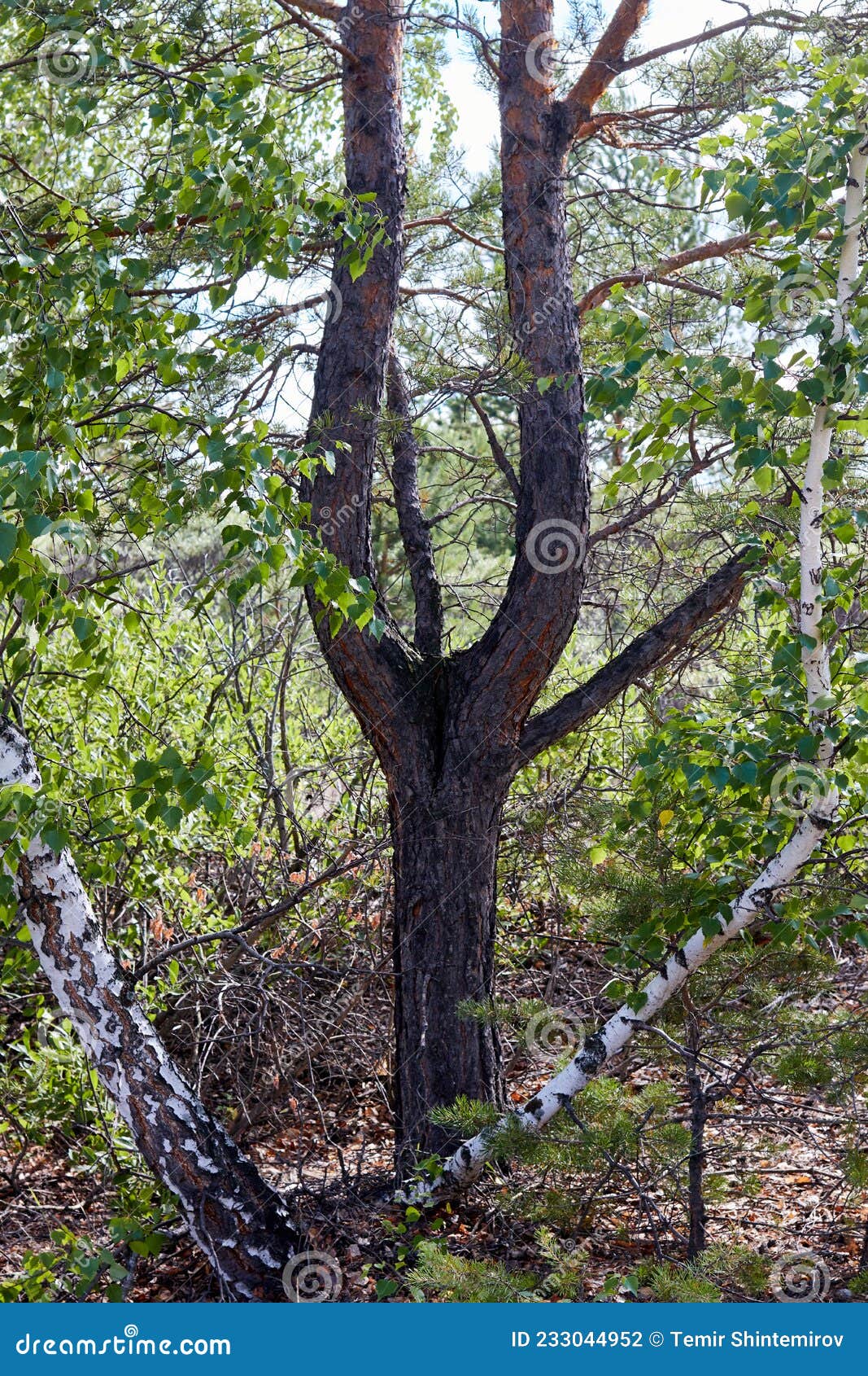 Pine with a Forked Trunk in Forest Stock Photo - Image of sunny, wild ...