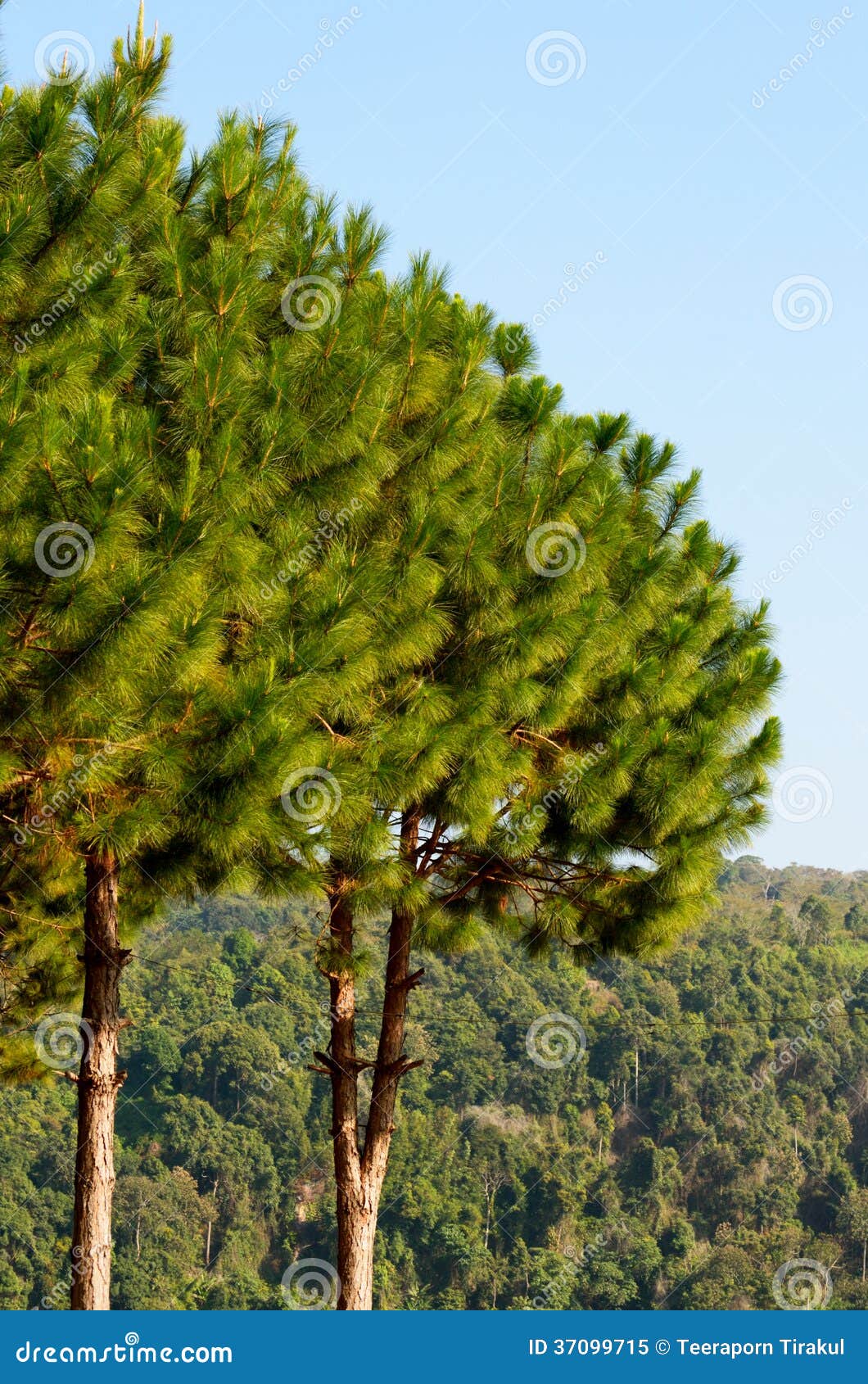 Pine Tree Forrest stock image. Image of outdoors, panorama - 37099715