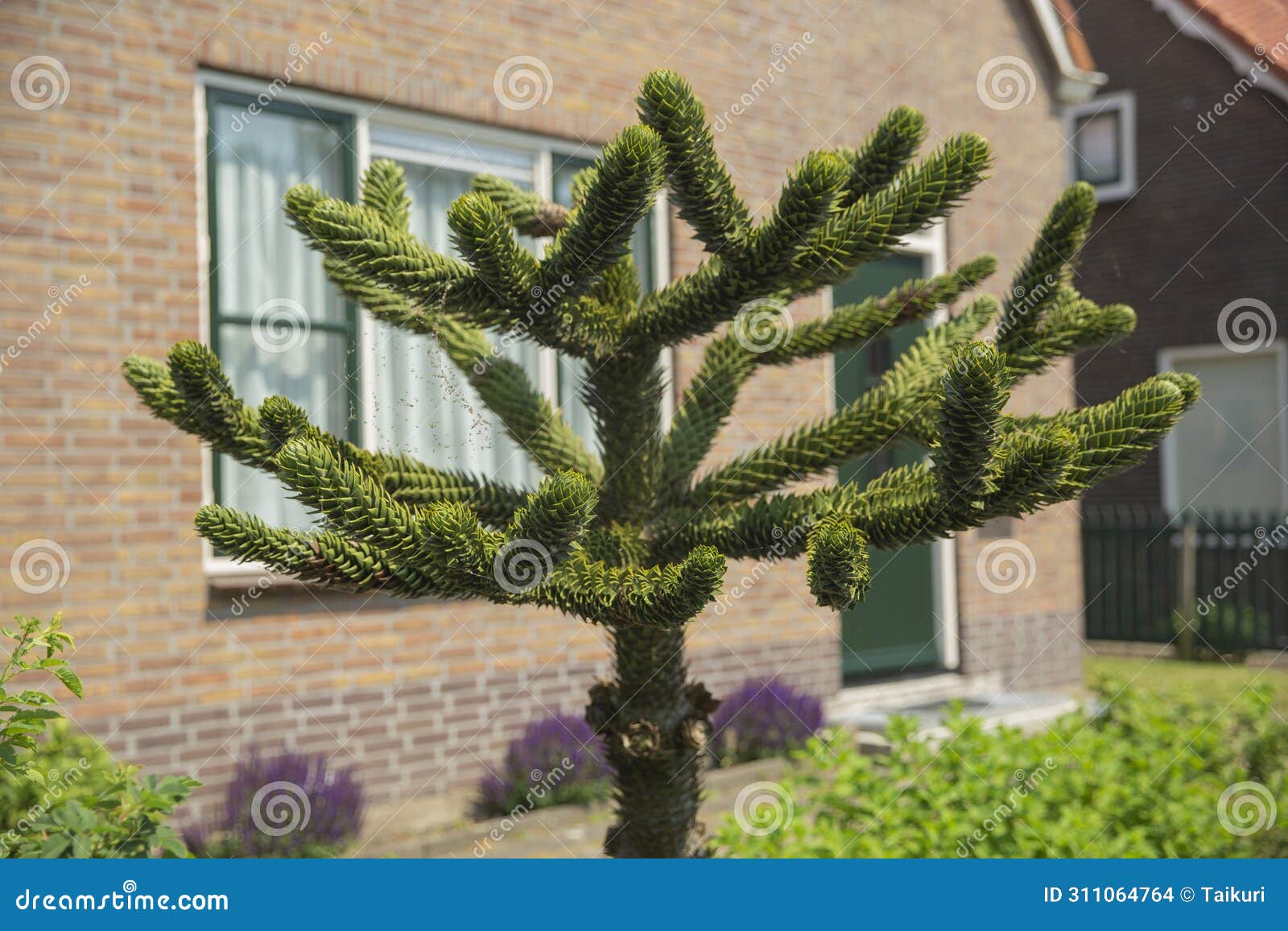 Pine Tree in Front of a Brick House Stock Photo - Image of flora, door ...