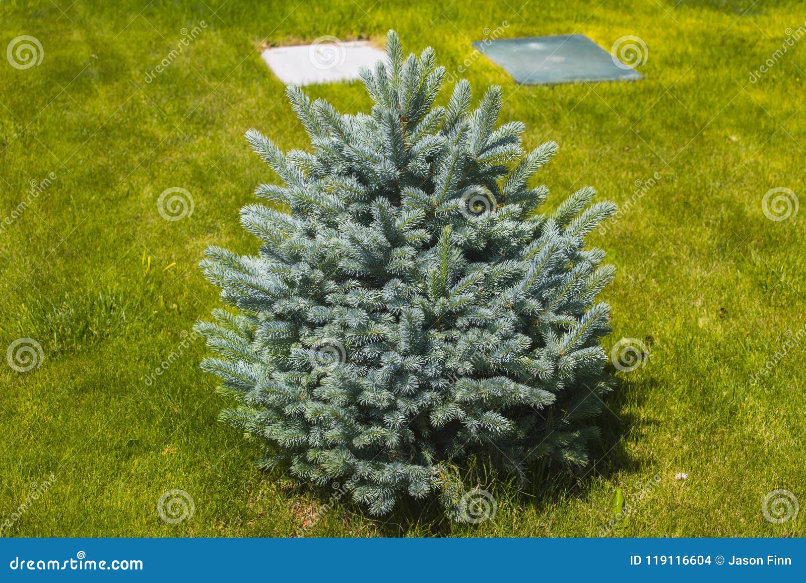 Pine Tree in Front Yard of Home Stock Photo - Image of outdoors, scene ...