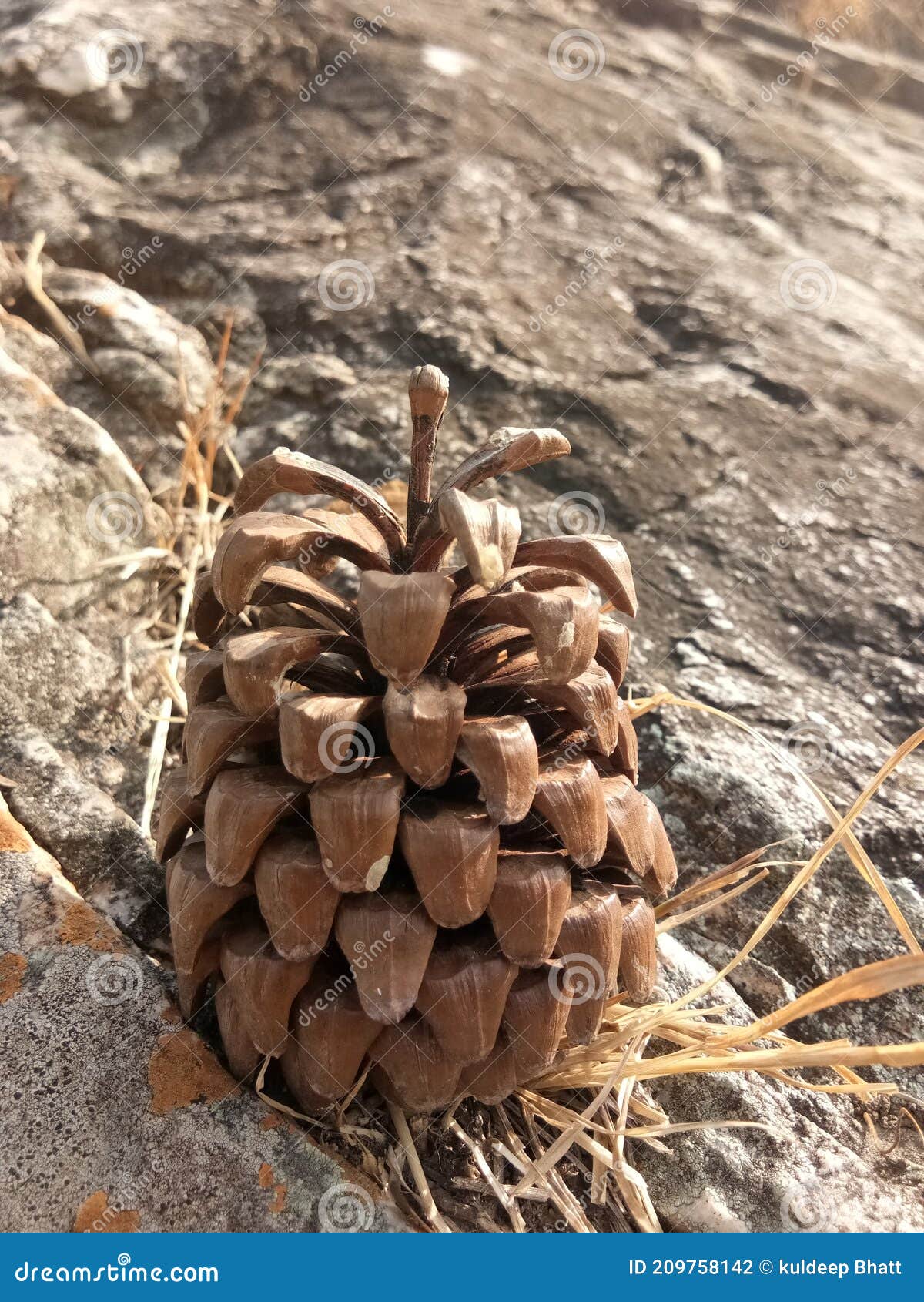 Pine tree fruit stock photo. Image of carving, rock - 209758142