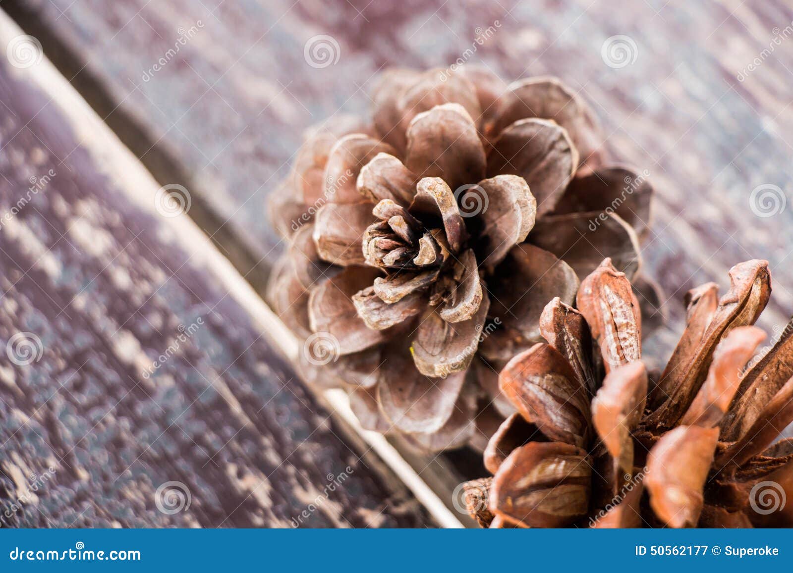 Pine tree fruit background stock image. Image of background - 50562177