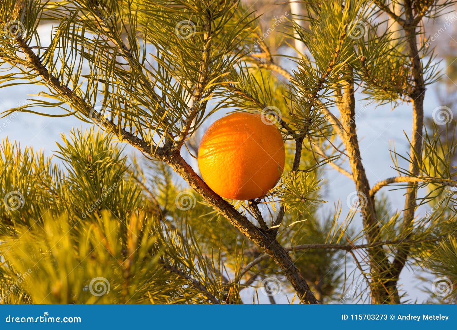 On a Pine Tree the Fruit Orange is an Incredible Phenomenon in the ...