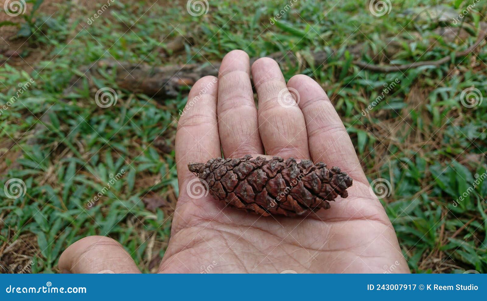 Pine Tree Fruit on the Palm Stock Image - Image of pine, fruit: 243007917