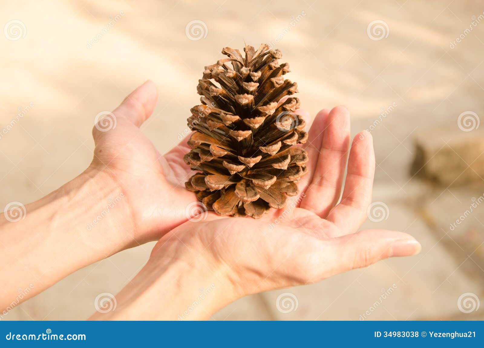 The Pine Tree Fruit in the Palm of Your Hand Stock Photo - Image of ...