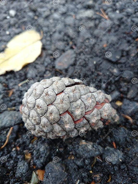 Pine Tree fruit stock photo. Image of tree, nature, real - 107878072