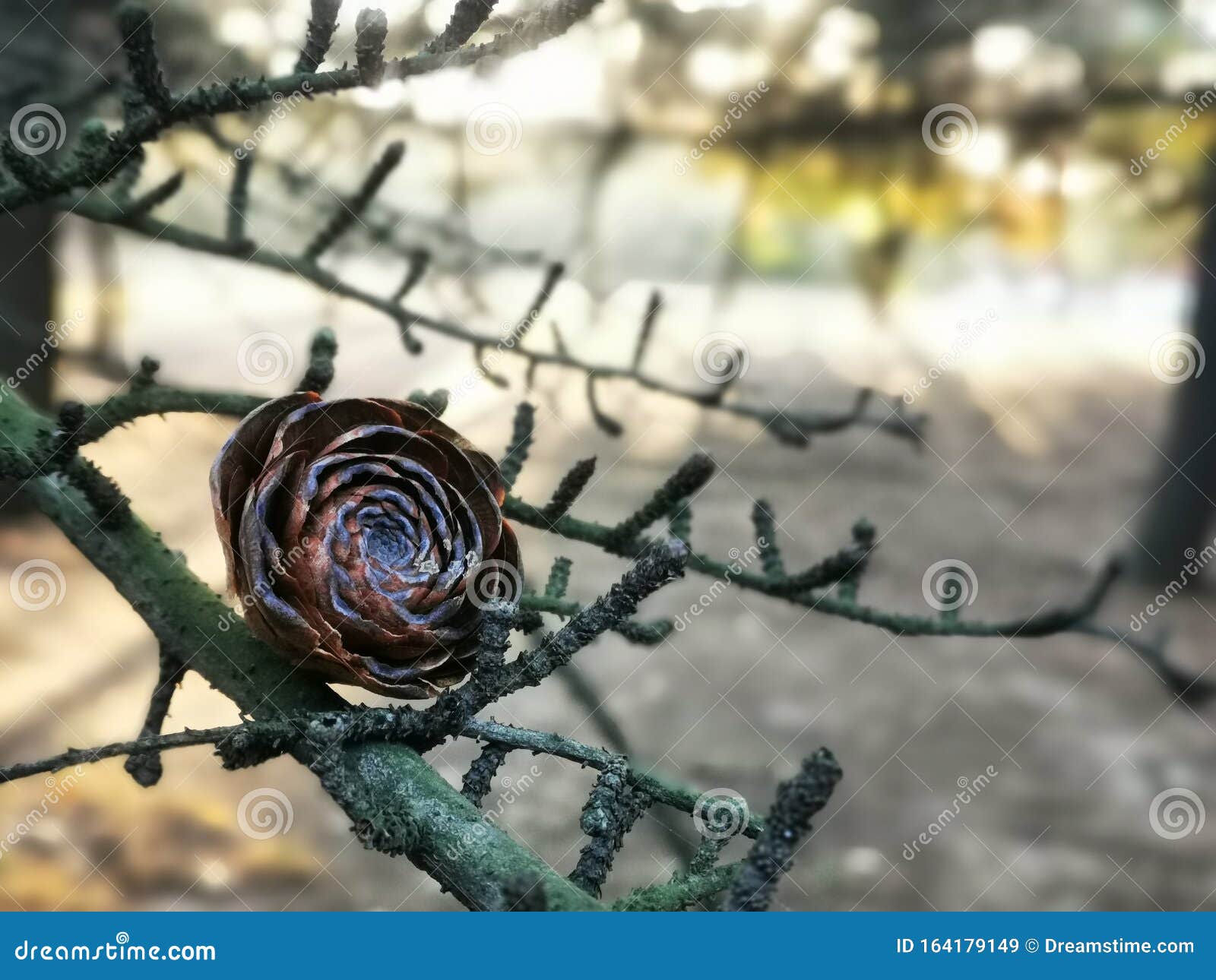 Pine trees in the woods stock image. Image of autumn - 164179149