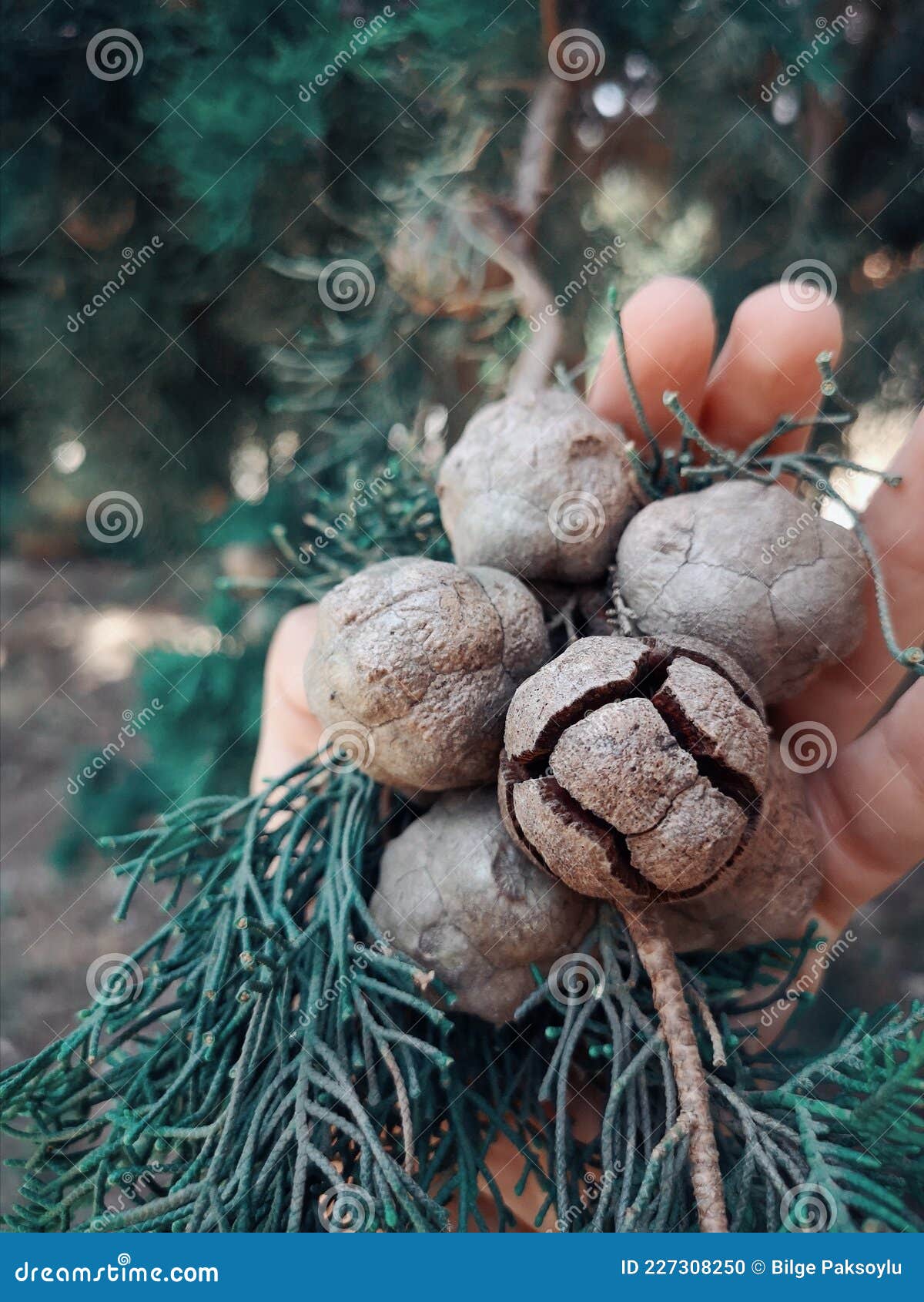 Pine Tree Fruits in My Hand Stock Photo - Image of beautiful ...