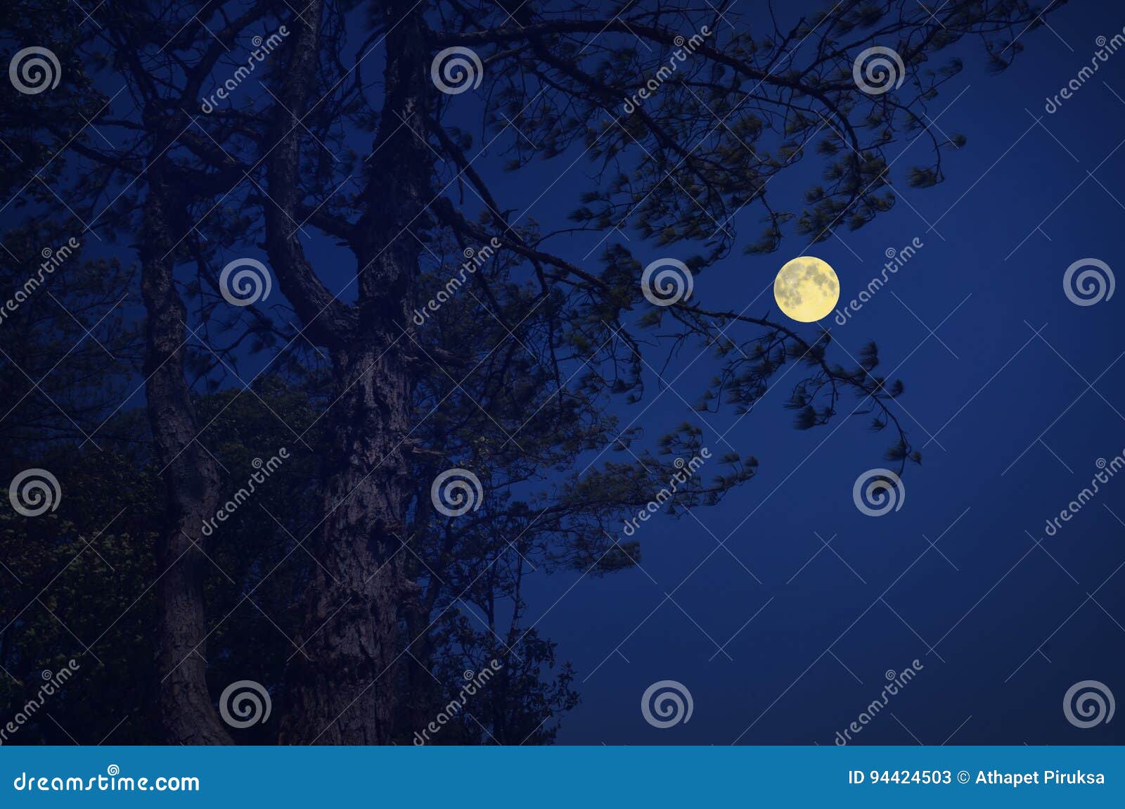 Pine Tree in the Full Moon Night Stock Image - Image of dark ...