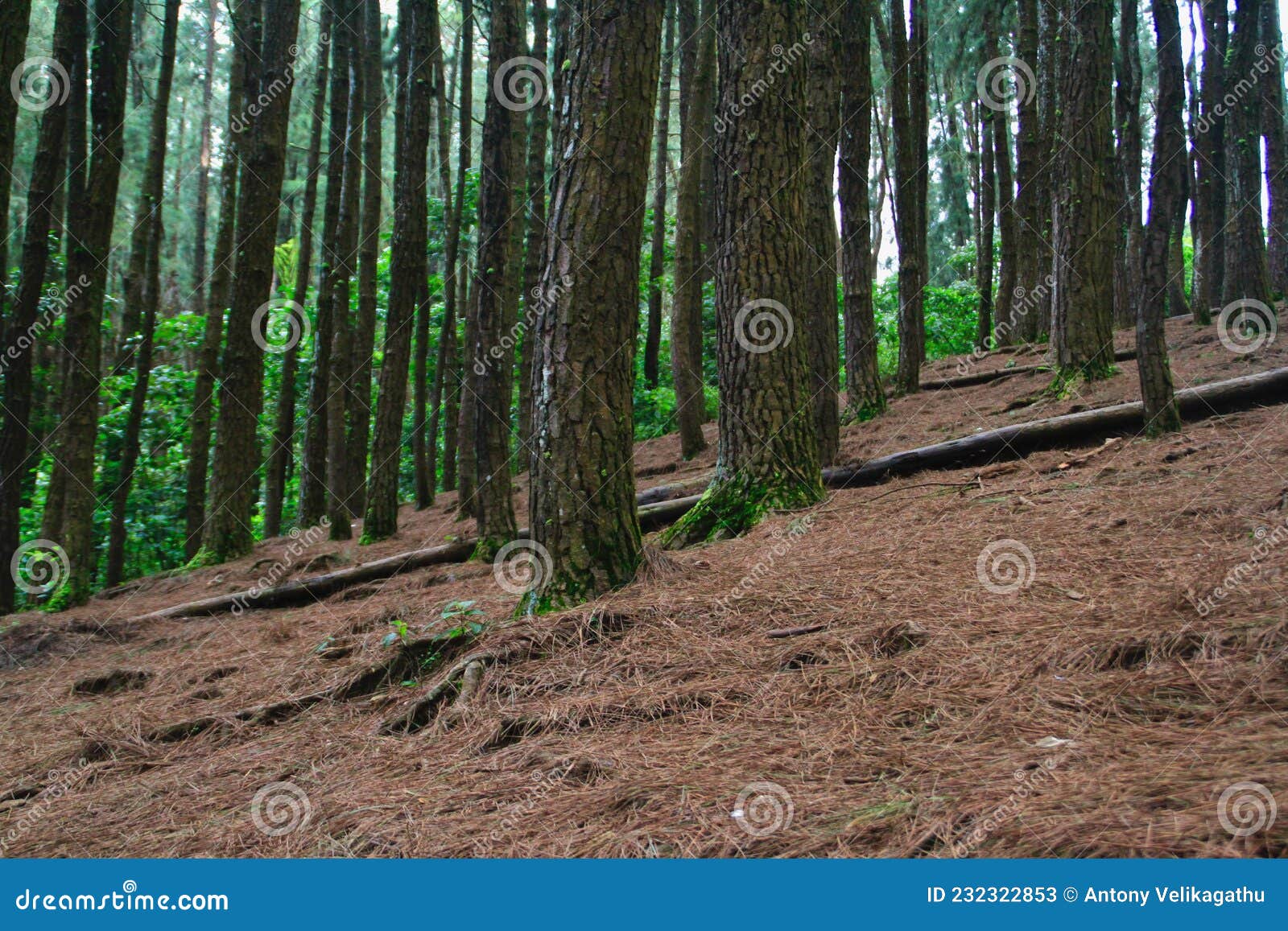 Pine trees in a hillside stock image. Image of texture - 232322853