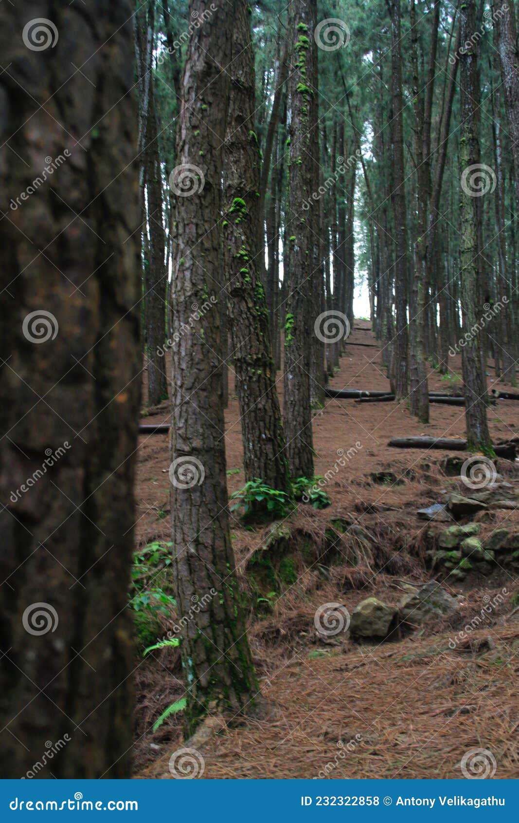 Pine trees in a hillside stock photo. Image of ecosystem - 232322858