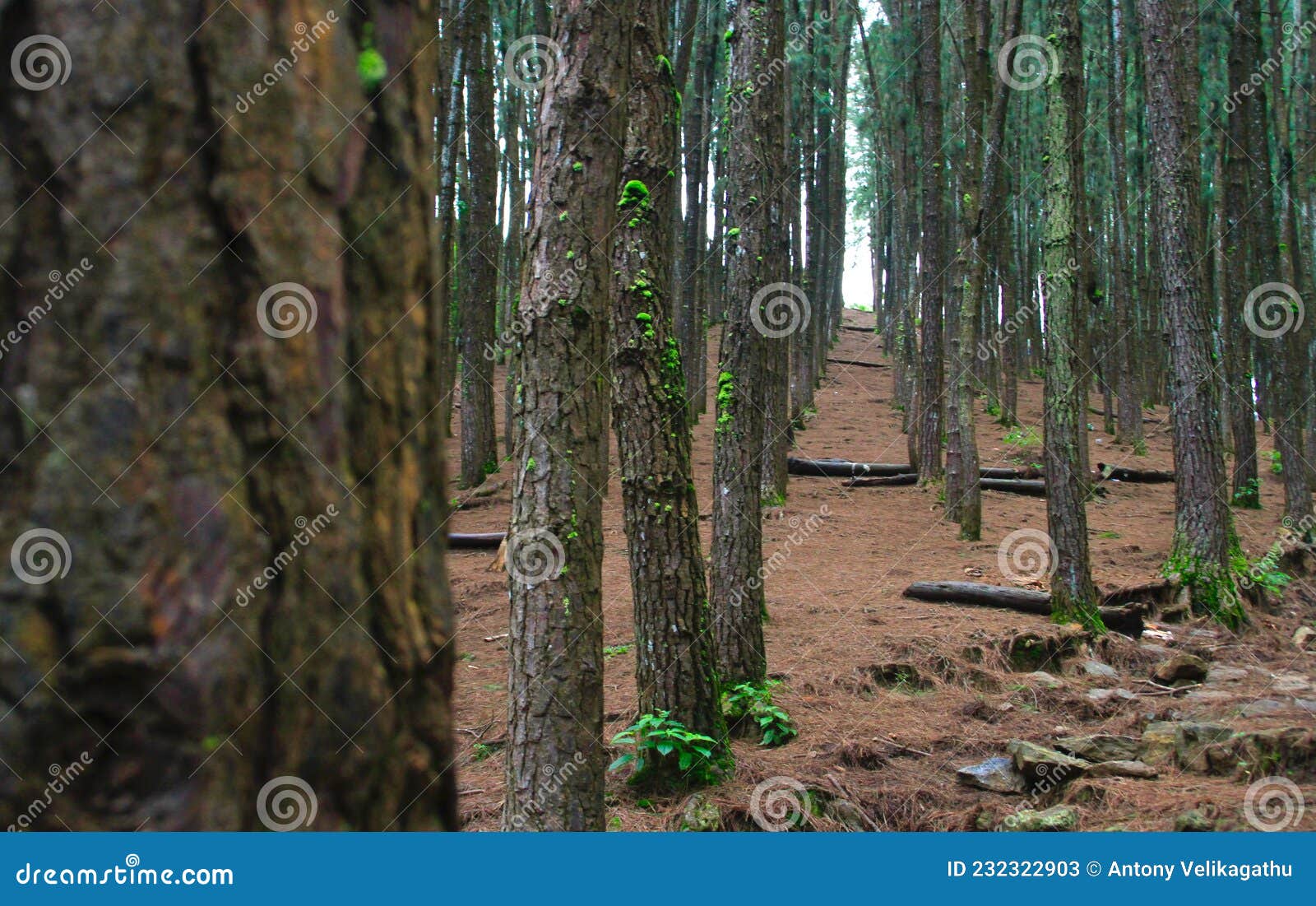 Pine trees in a hillside stock image. Image of rough - 232322903