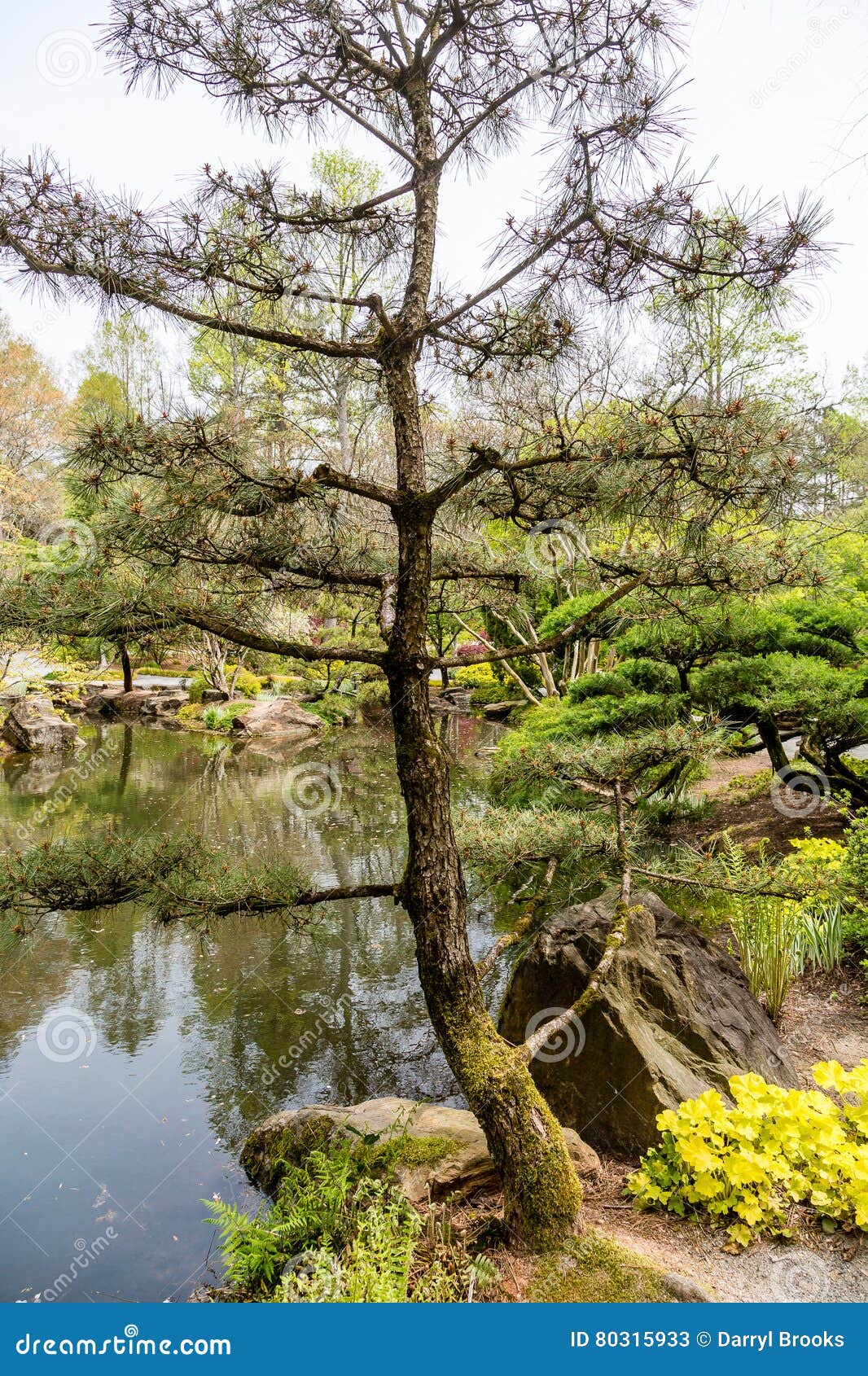 Pine Tree in Garden stock image. Image of garden, outdoor - 80315933