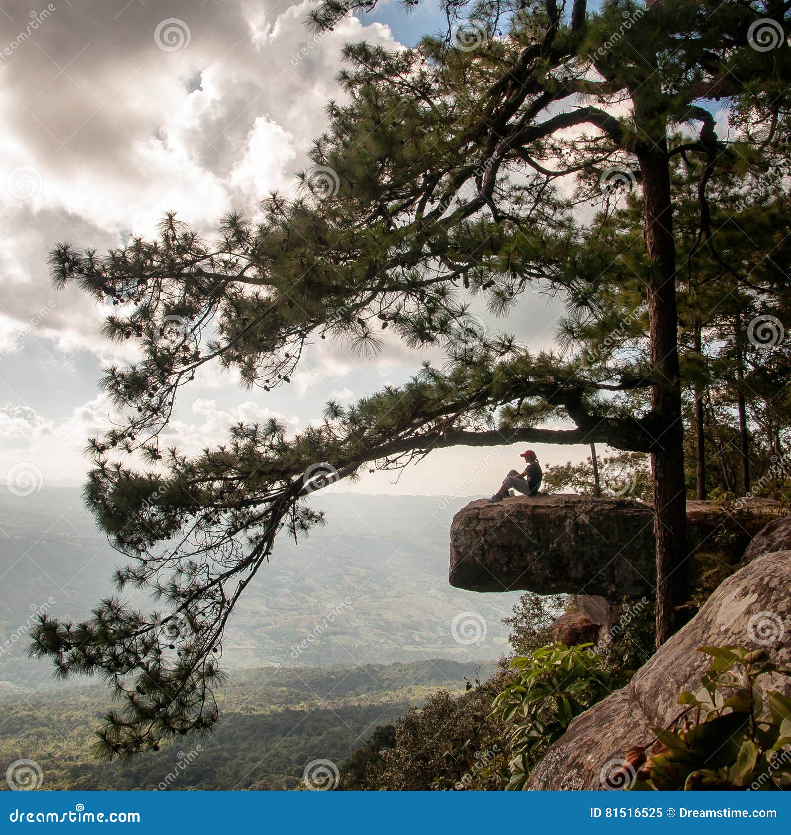 Pine tree stock image. Image of tree, sitting, pine, girl - 81516525