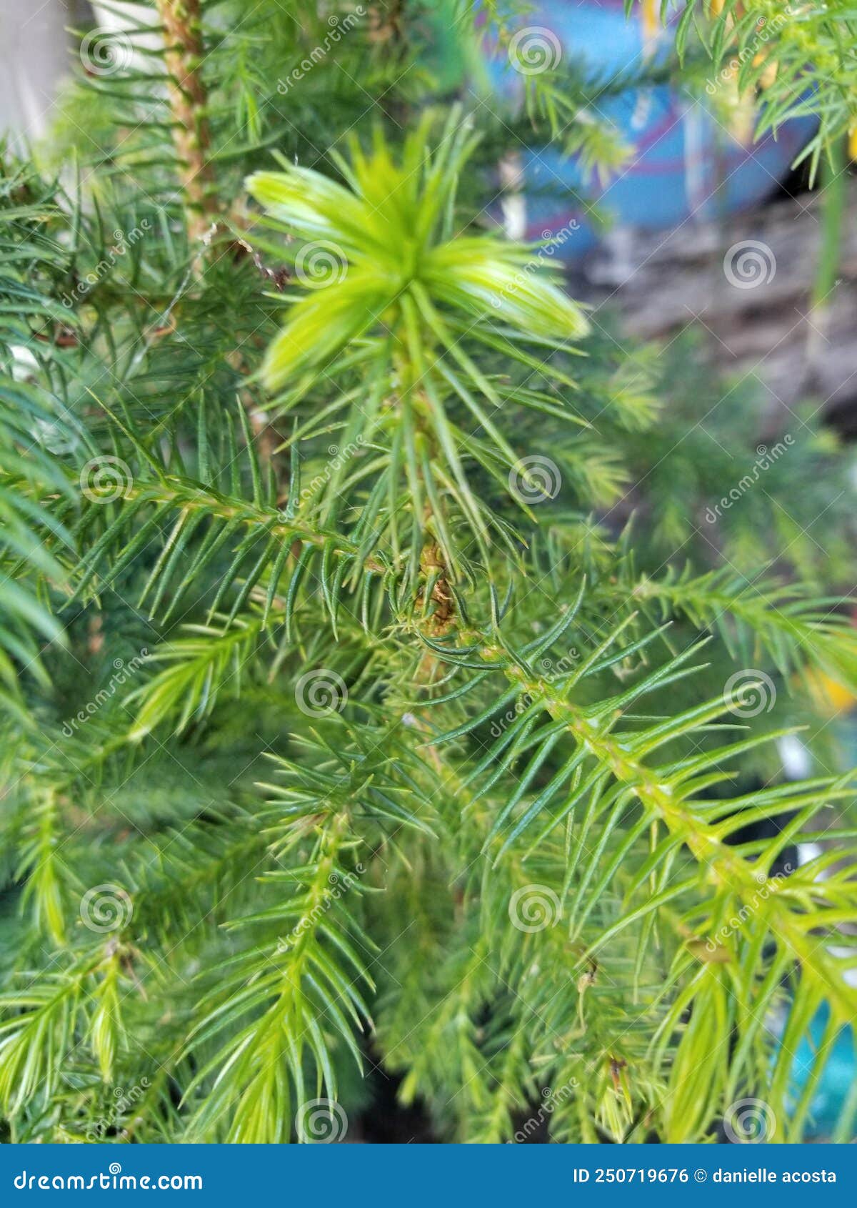 Pine tree green stock photo. Image of leaf, forest, larch - 250719676