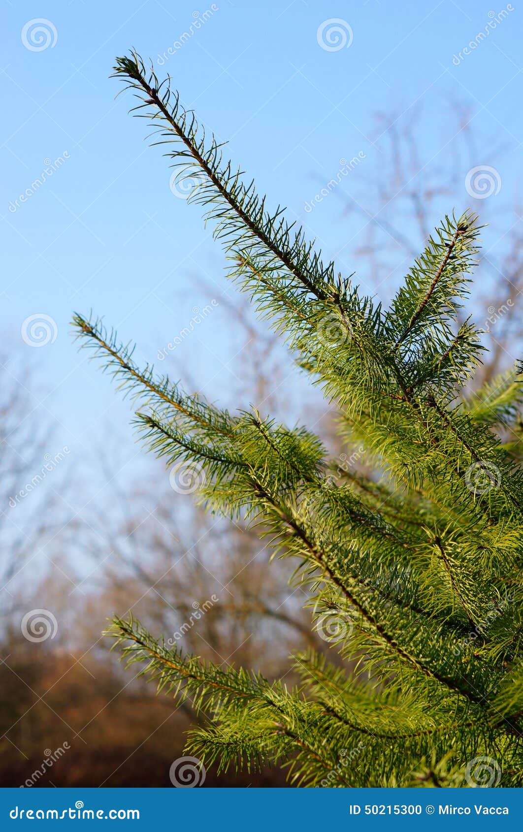 Pine tree stock photo. Image of nature, blue, green, pine - 50215300
