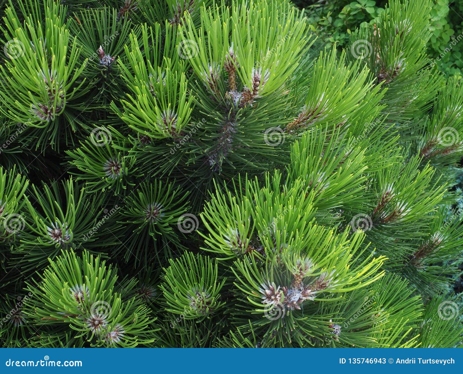 Pine Tree Green Branch with Cones, Macro Stock Image - Image of close ...