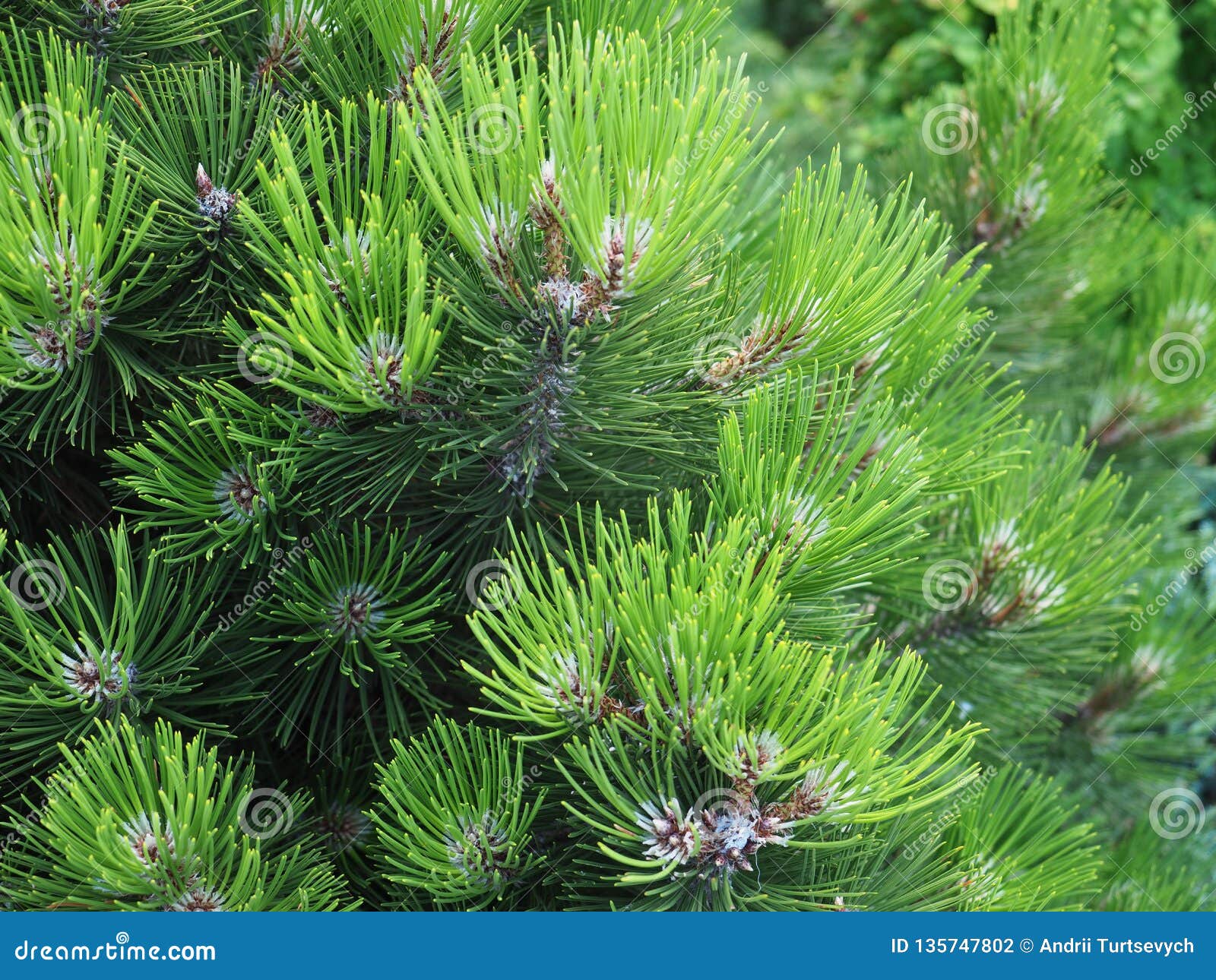 Pine Tree Green Branch with Cones, Macro Stock Photo - Image of forest ...