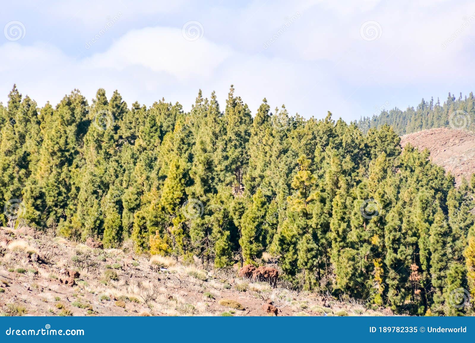 Pine Tree Green Forest stock image. Image of beauty - 189782335