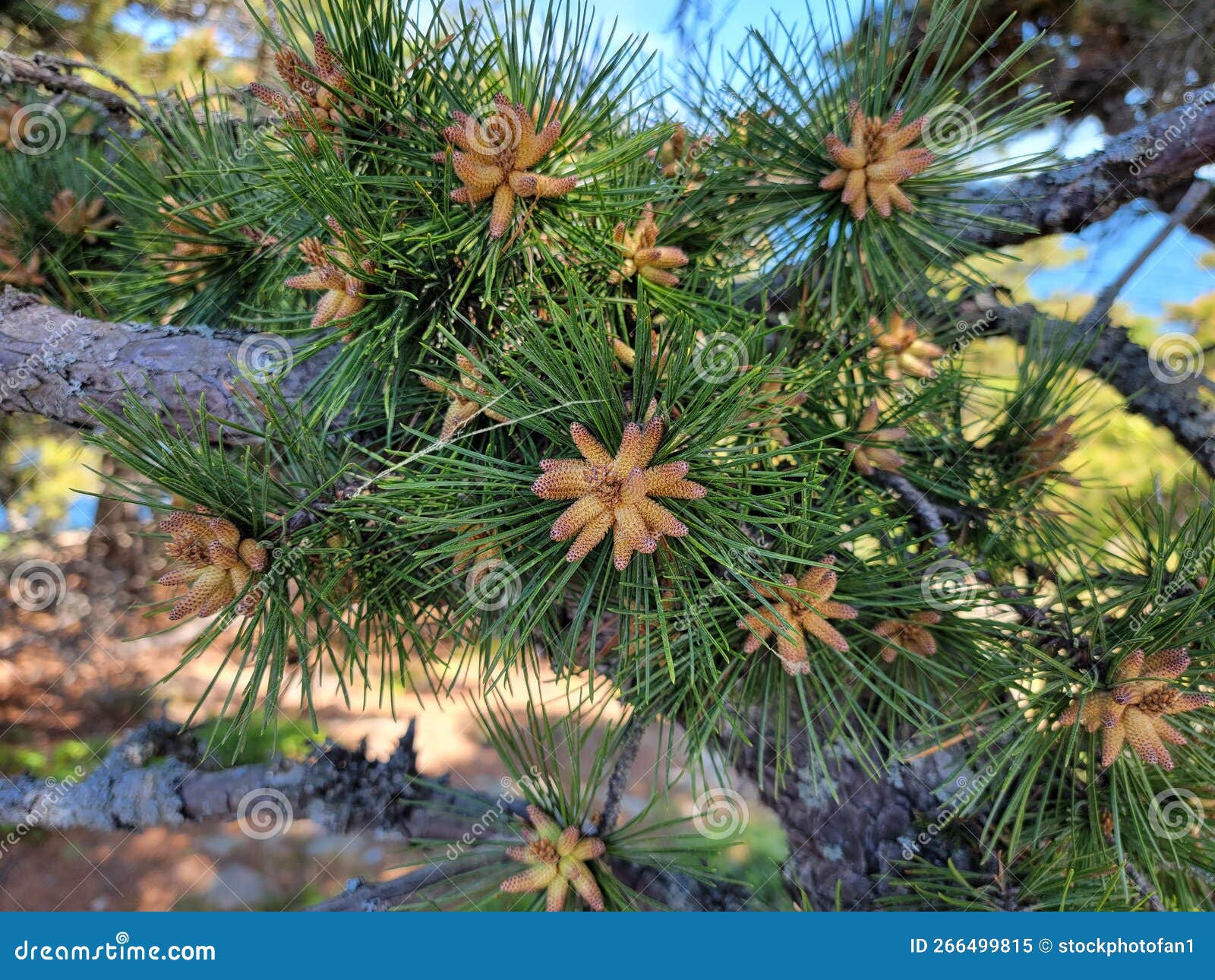 Pine Tree with Green Needles and Orange Cones Stock Image - Image of ...