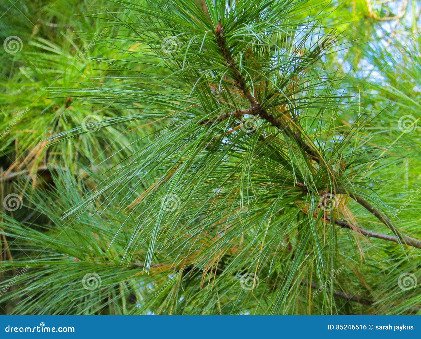 Pine tree green stock photo. Image of vibrant, pine, tree - 85246516