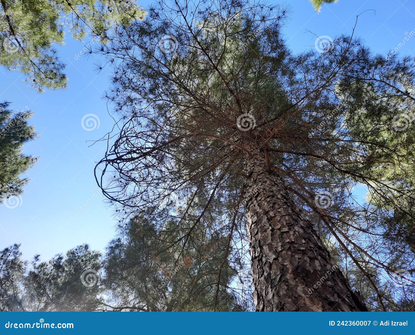 Pine Tree from the Ground Up Stock Image - Image of woodland, pine ...