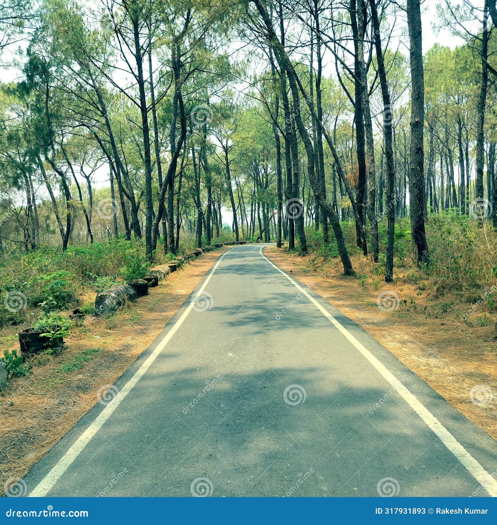 Pine Tree Groups in Forest of Himachal Pradesh India 02 Stock Image ...