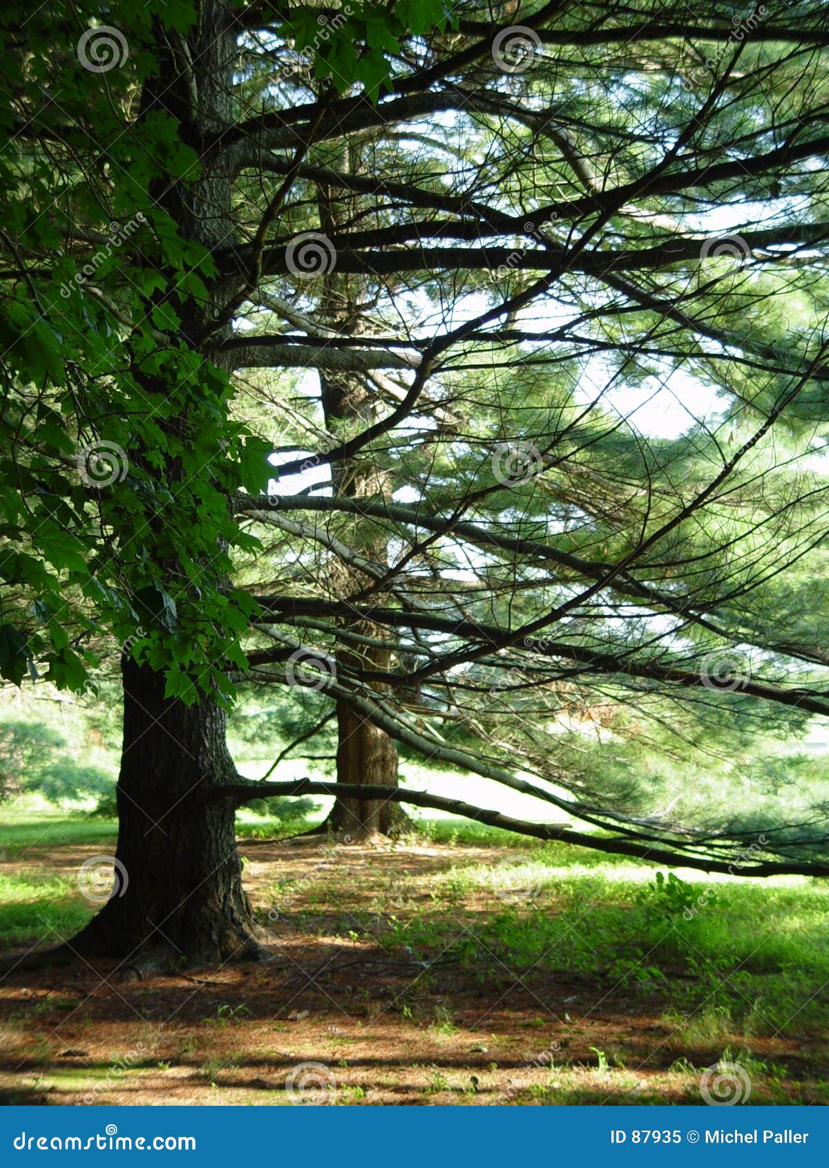Pine Tree Grove stock image. Image of needles, shadows, grove - 87935