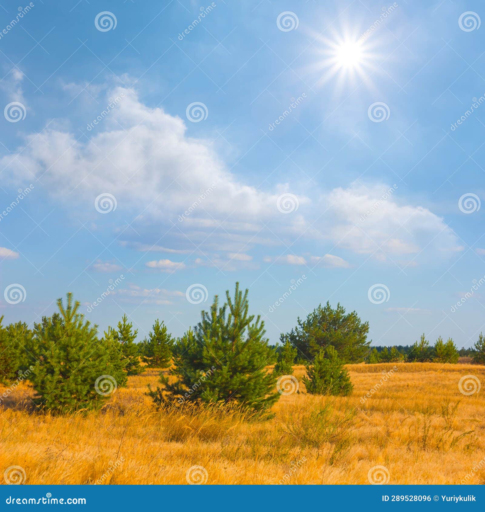 Pine Tree Grove among Prairie Under Sparkle Sun Stock Photo - Image of ...