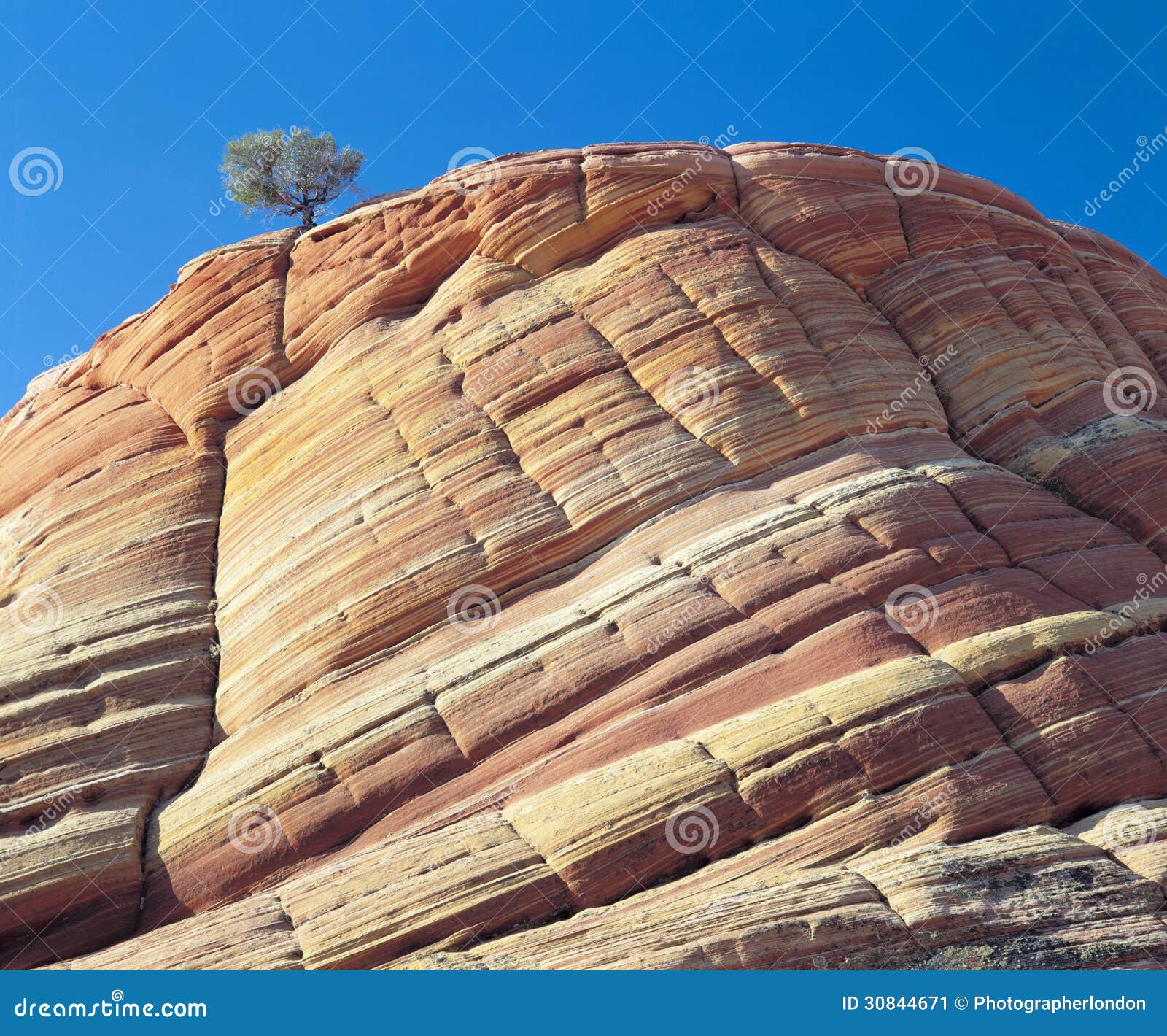 Pine tree growing in cliff stock image. Image of geology - 30844671
