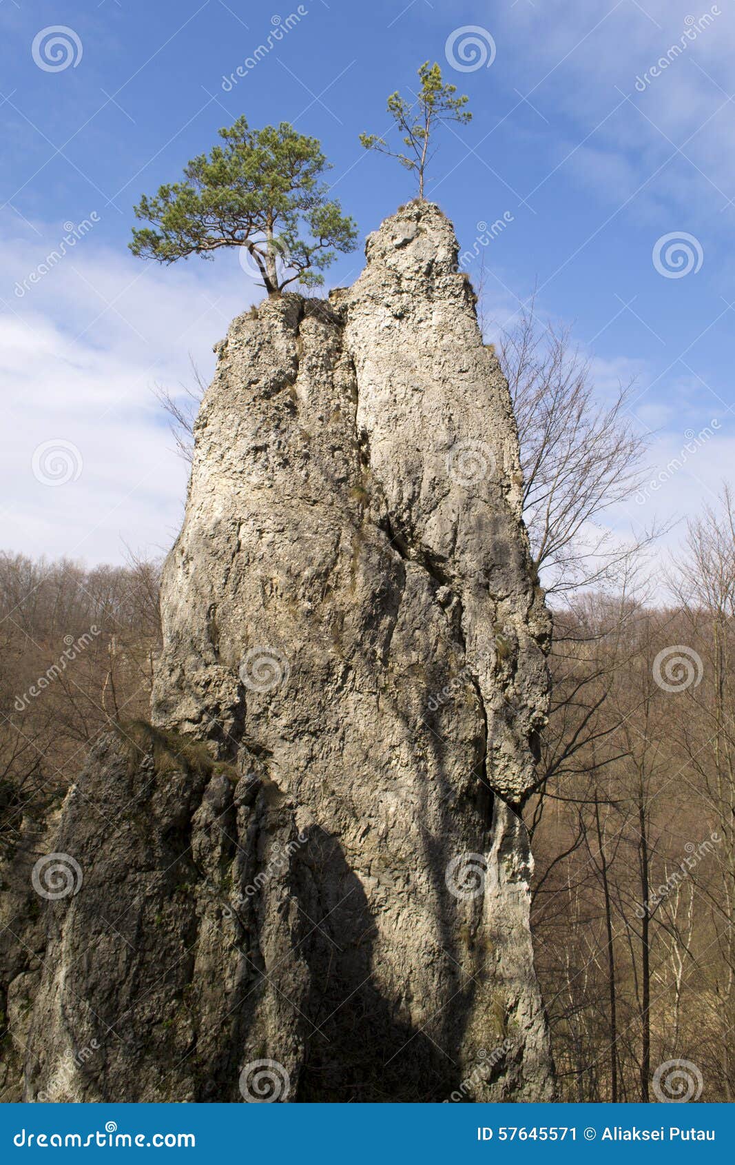 Pine tree growing on cliff stock image. Image of environment - 57645571