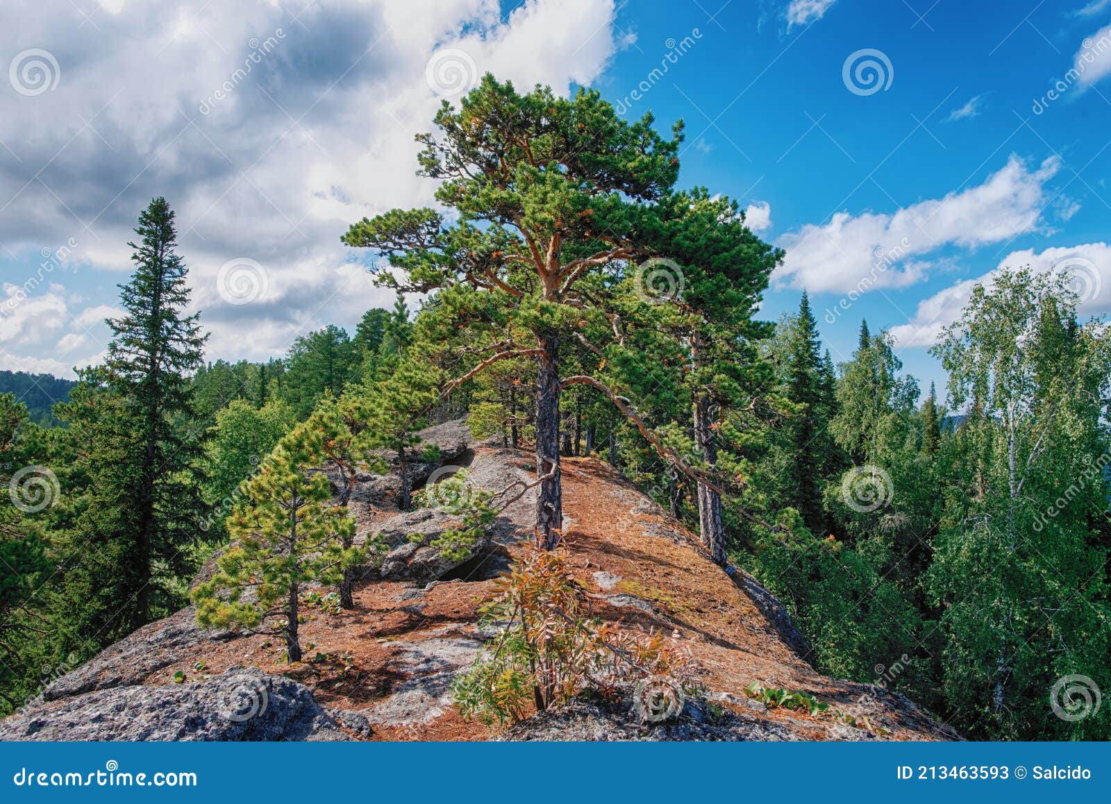 A Pine Tree Growing on a Cliff Top Towering Above the Forest Stock ...
