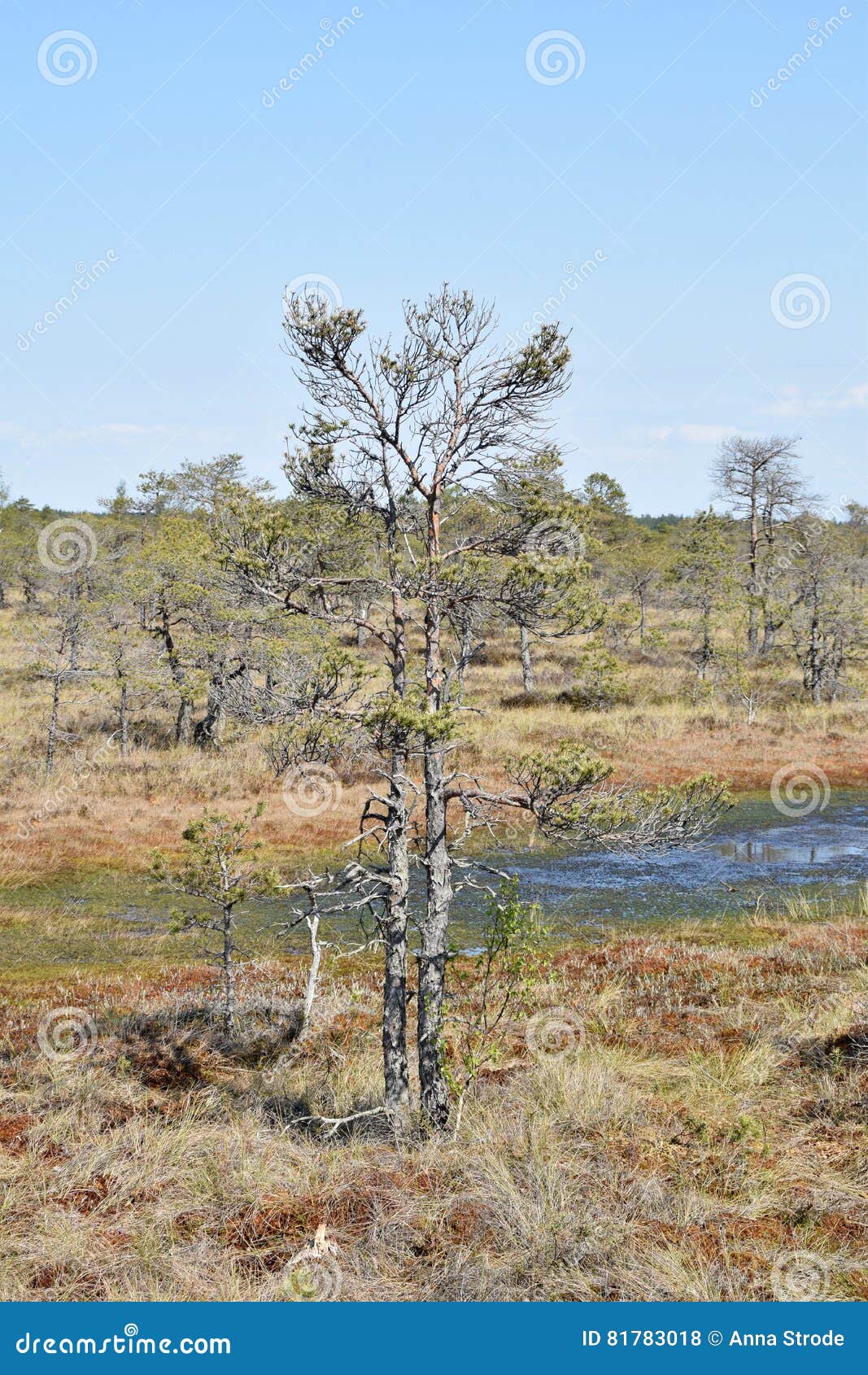 Pine Tree Growing Near Waters in a Swamp. Stock Photo - Image of water ...