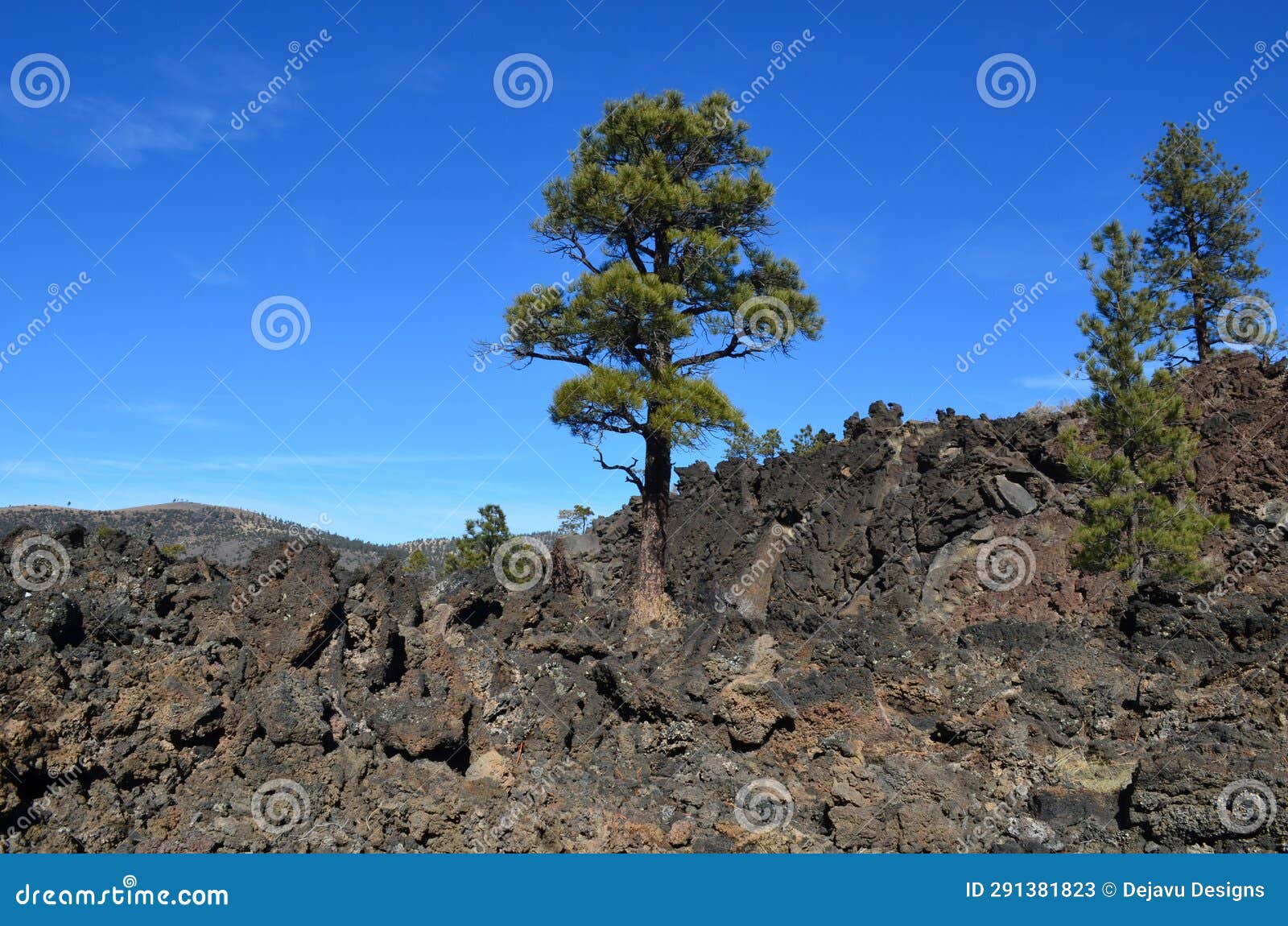 Pine Tree Growing Out of a Lava Rock Field Stock Image - Image of ...