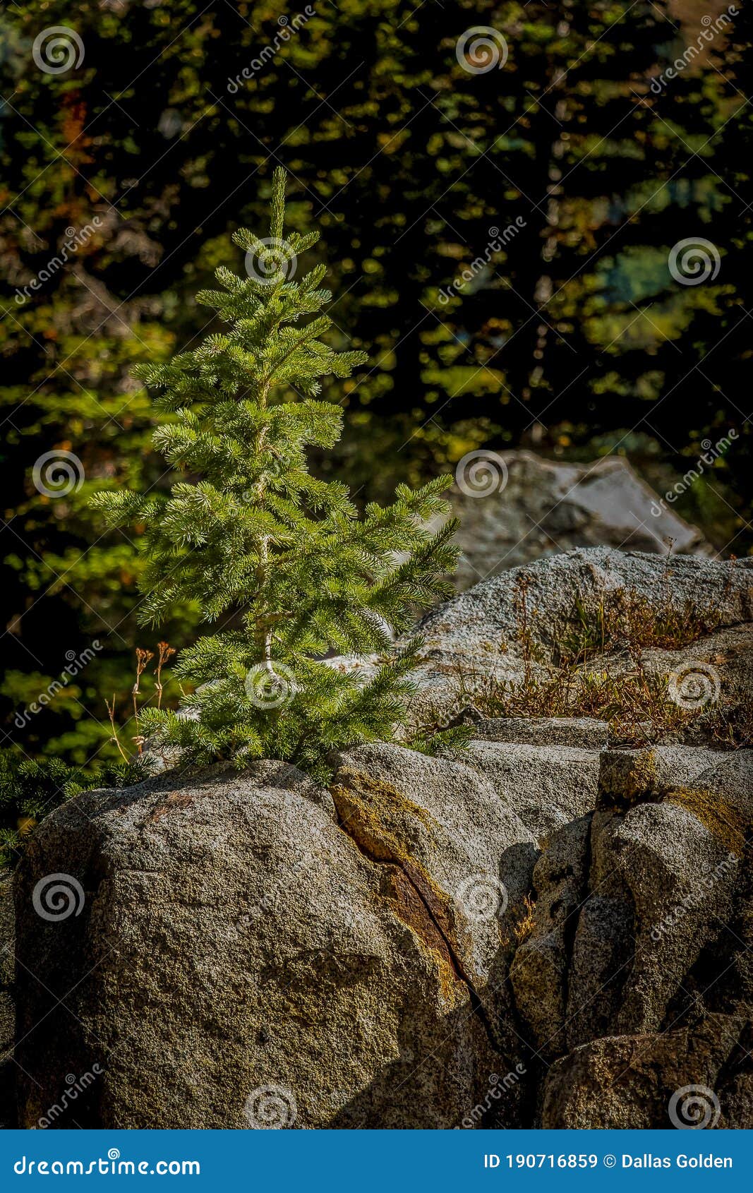 Pine Tree Growing Out of Rocks Stock Image - Image of rock, mountain ...