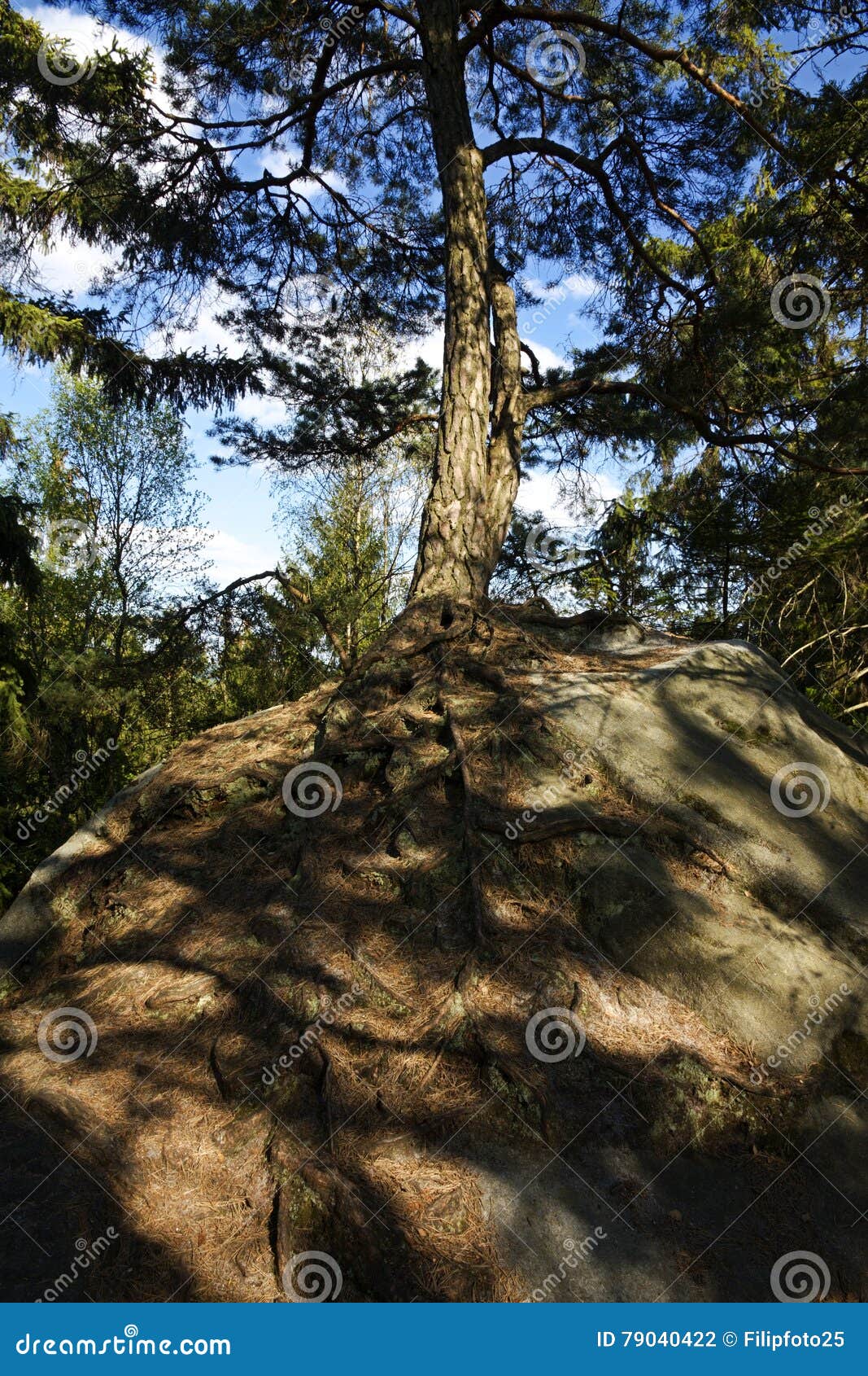 Pine Tree Growing on the Rock Stock Photo - Image of blue, grass: 79040422