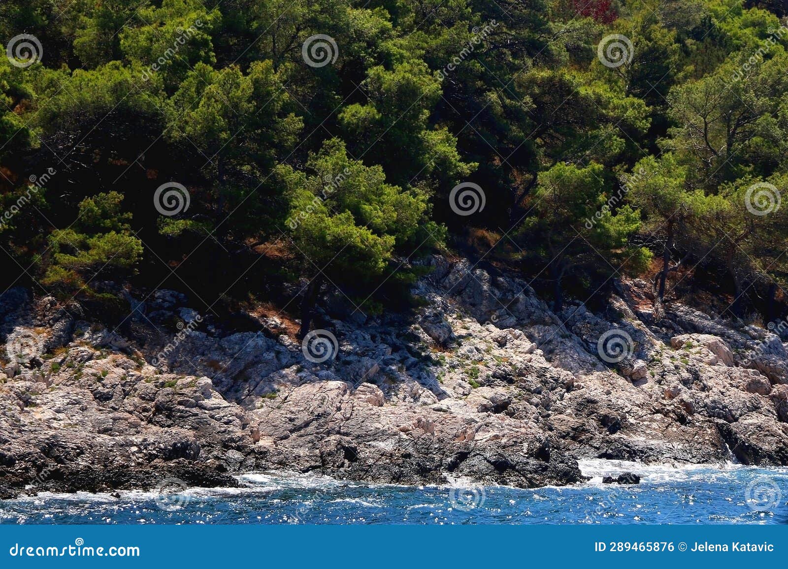 Pine Tree and Sea stock photo. Image of blue, color - 289465876