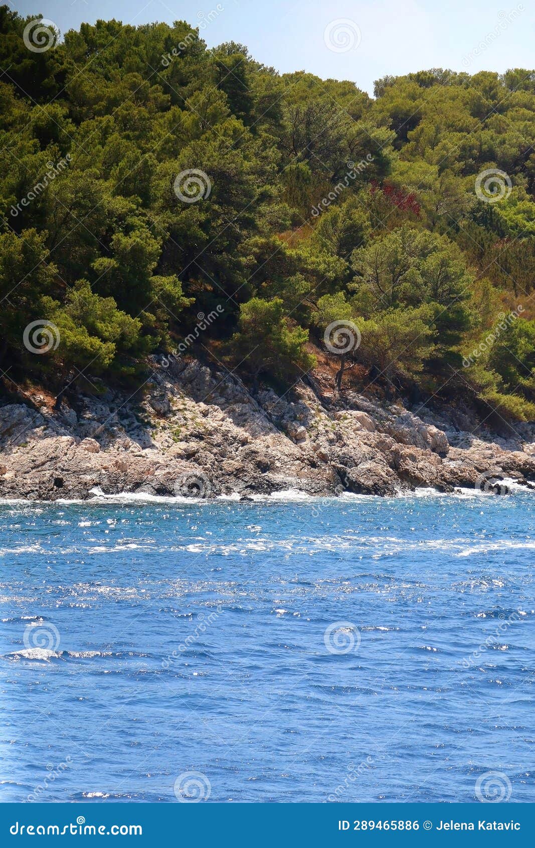 Pine Tree and Sea stock photo. Image of seaside, coast - 289465886