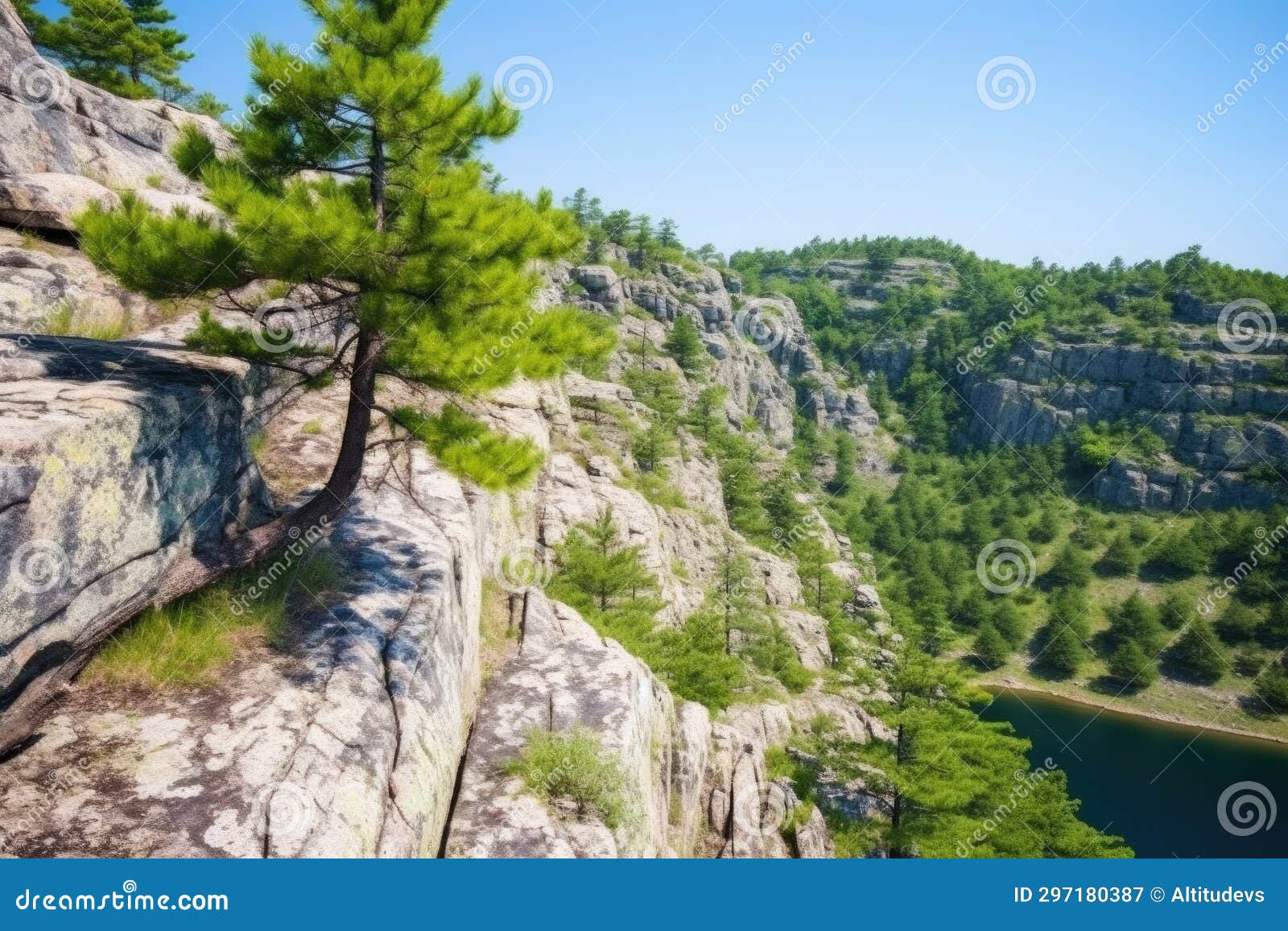 A Pine Tree Growing on a Steep Cliff Stock Image - Image of cliff ...