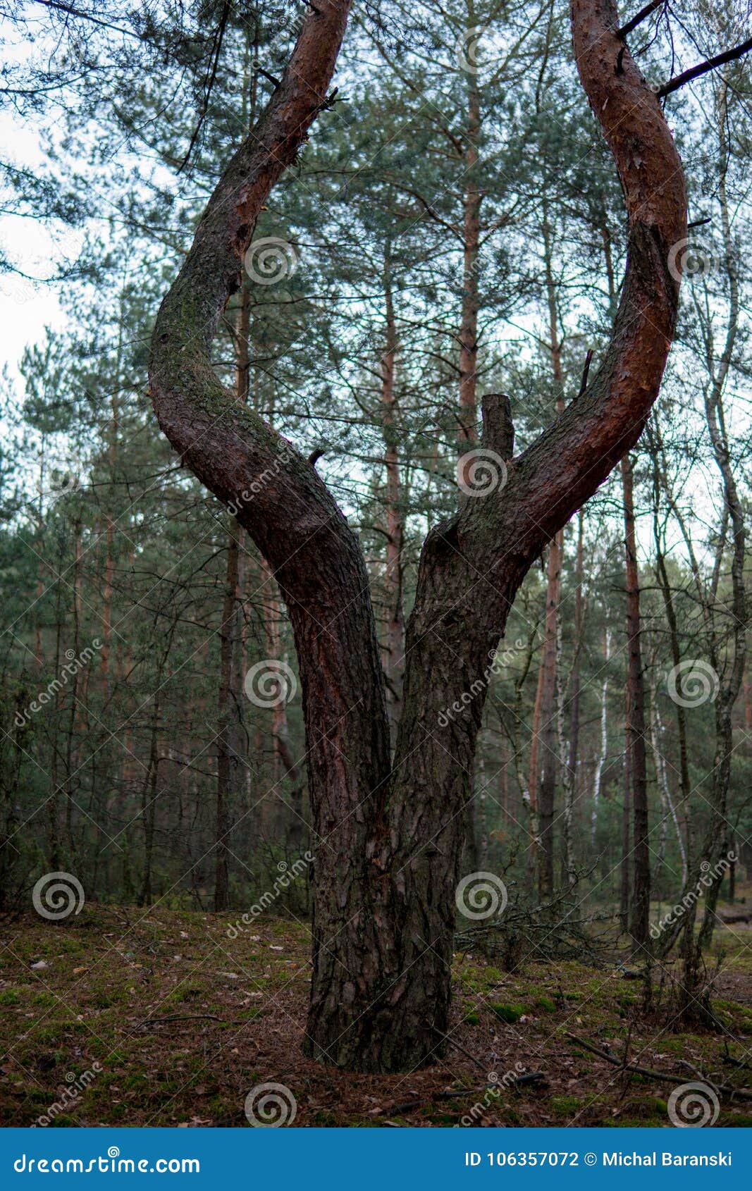 Strange shaped pine tree stock photo. Image of pine - 106357072